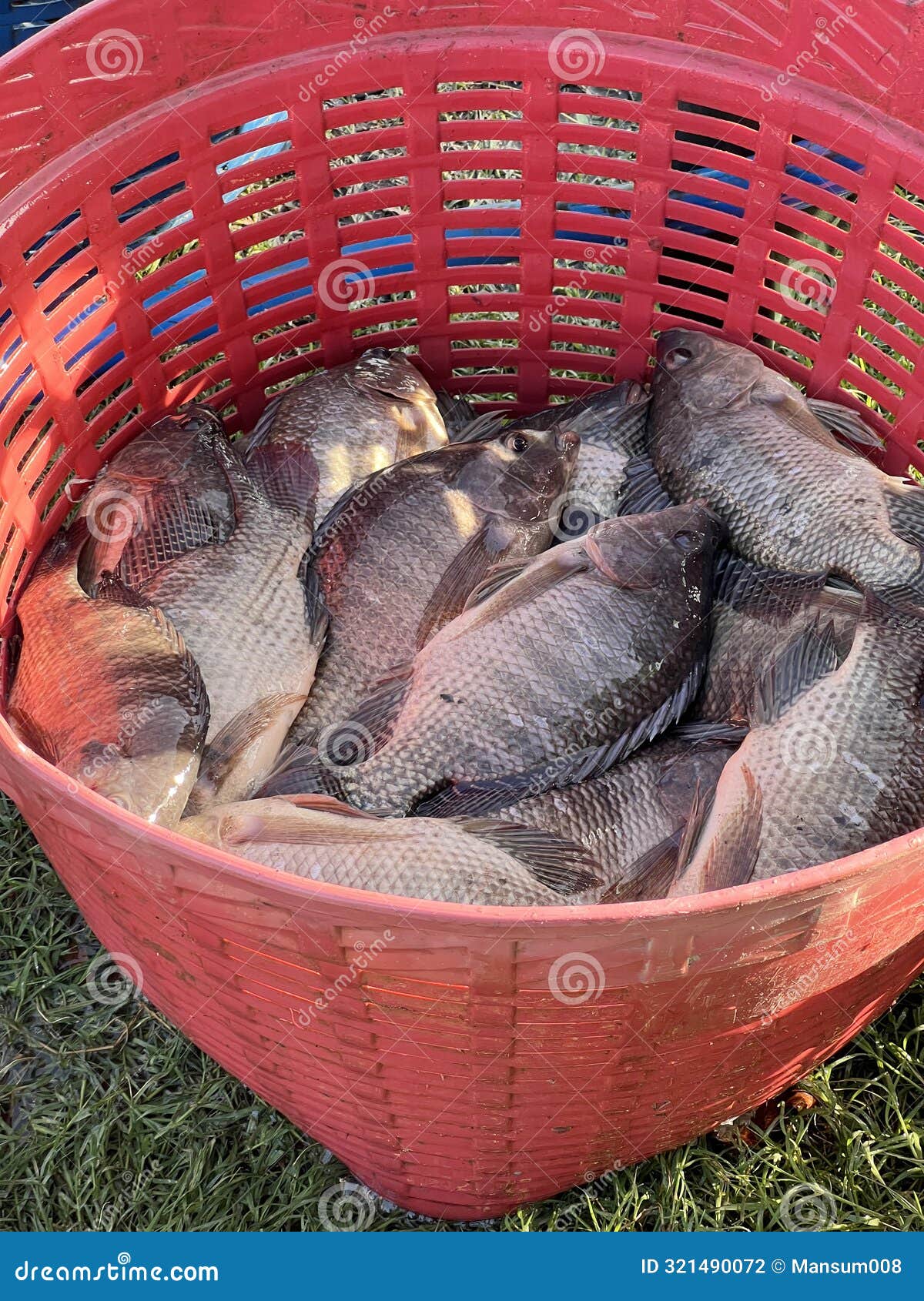 Fresh Tilapia Fish in Market Stock Photo - Image of ocean, closeup ...