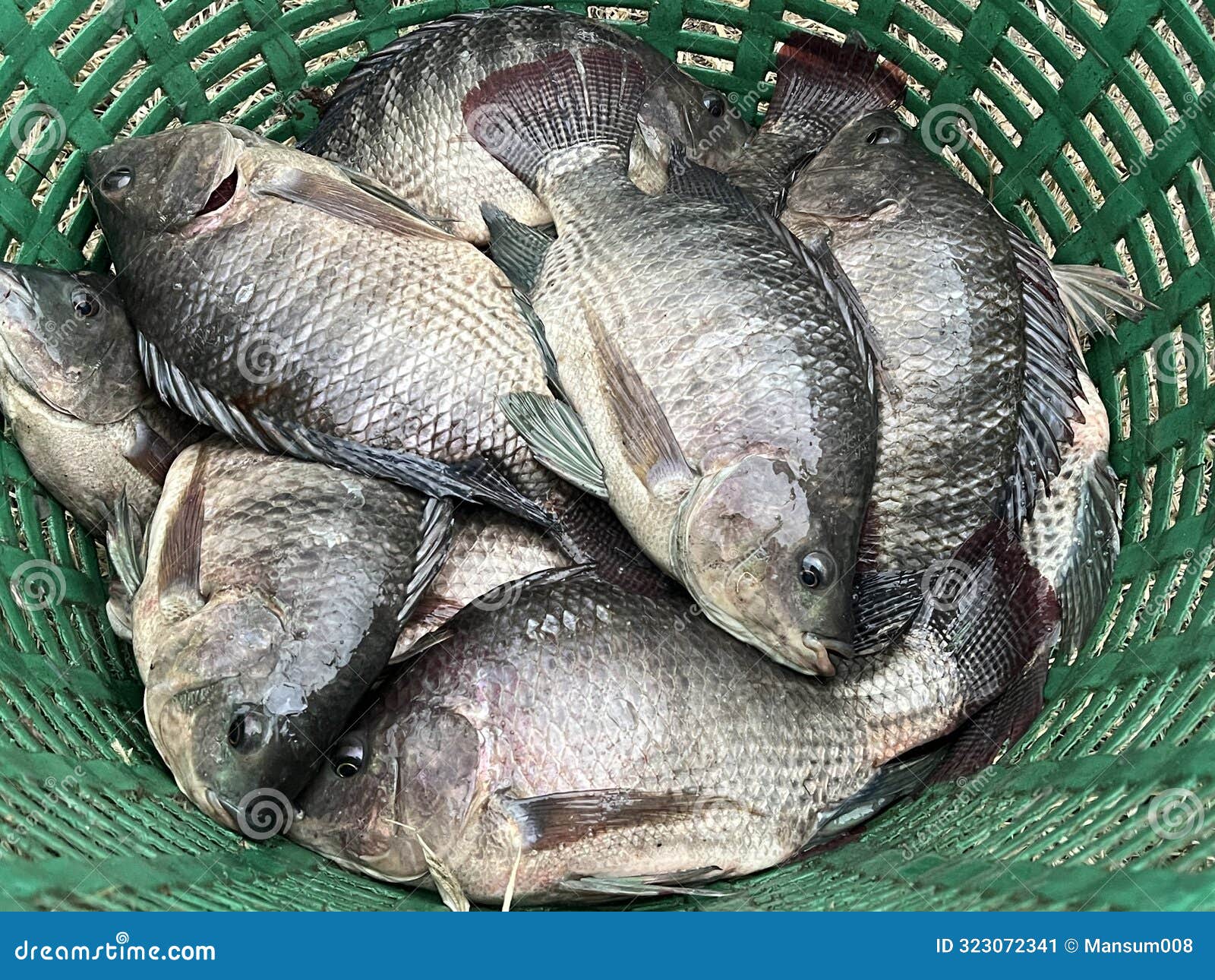 Fresh Tilapia Fish in the Market Stock Image - Image of carp, tilapia ...