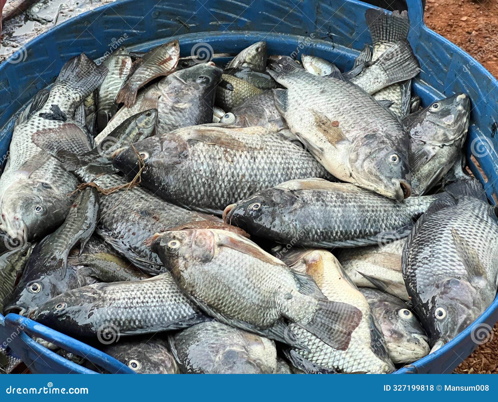 Fresh Tilapia Fish in the Market Stock Photo - Image of fishing ...