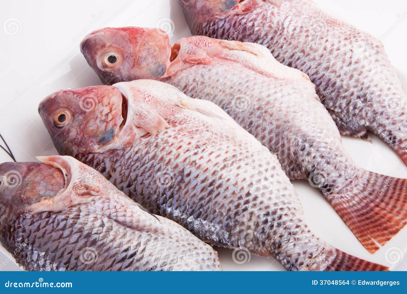 Fresh Tilapia Fish stock photo. Image of life, inside - 37048564
