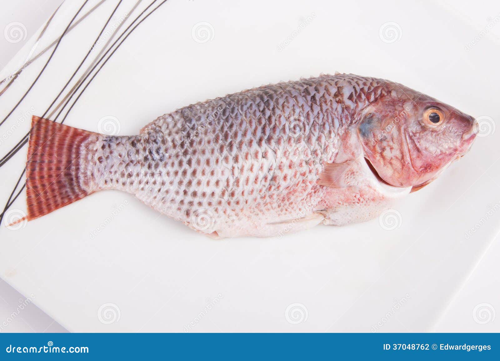 Fresh Tilapia Fish stock photo. Image of eating, head - 37048762