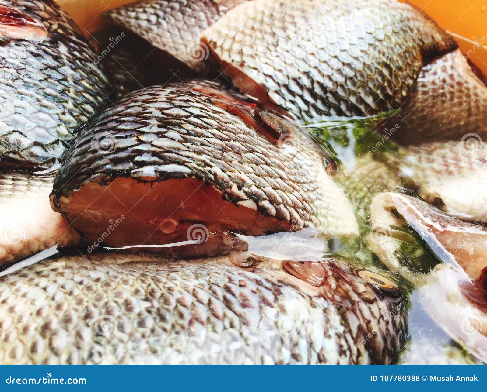 Fresh tilapia fish stock photo. Image of ready, healthy - 107780388