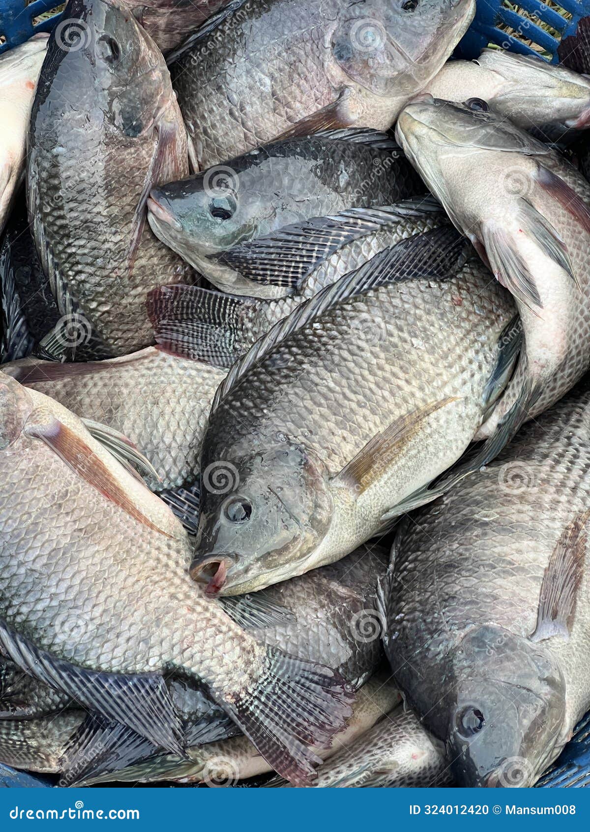 Fresh Tilapia Fishes in the Market Stock Photo - Image of closeup ...