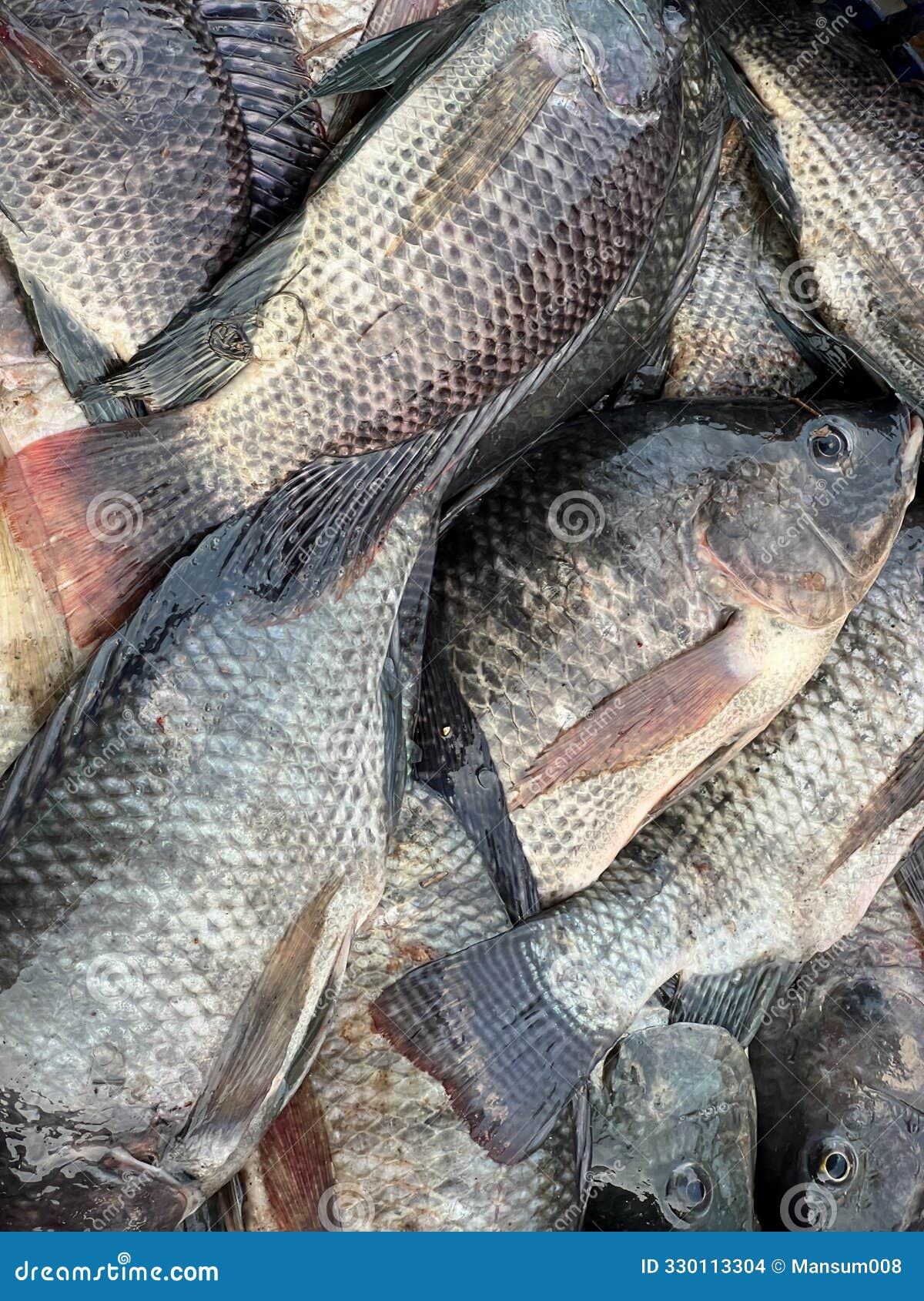 Fresh Tilapia Fishes in the Market Stock Photo - Image of ocean, animal ...