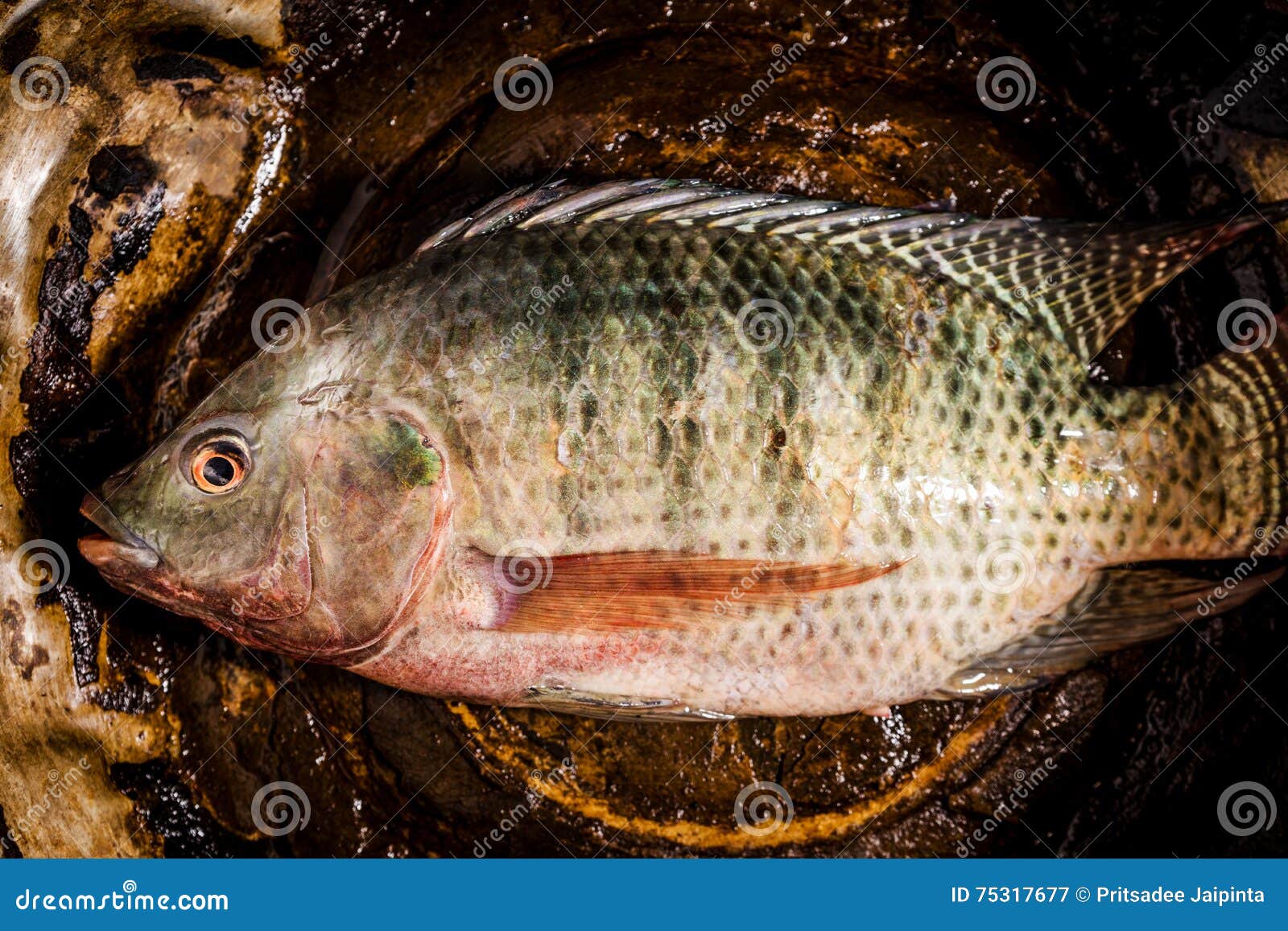 Fresh Tilapia Fish,traditional Fish In The Market Royalty-Free Stock ...