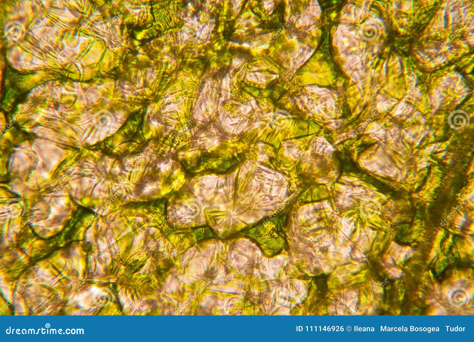 Fresh Tiny Leaf at the Microscope Stock Photo - Image of nature ...