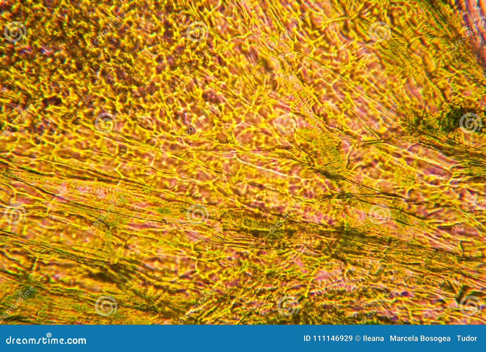 Fresh Tiny Leaf at the Microscope Stock Image - Image of inspection ...