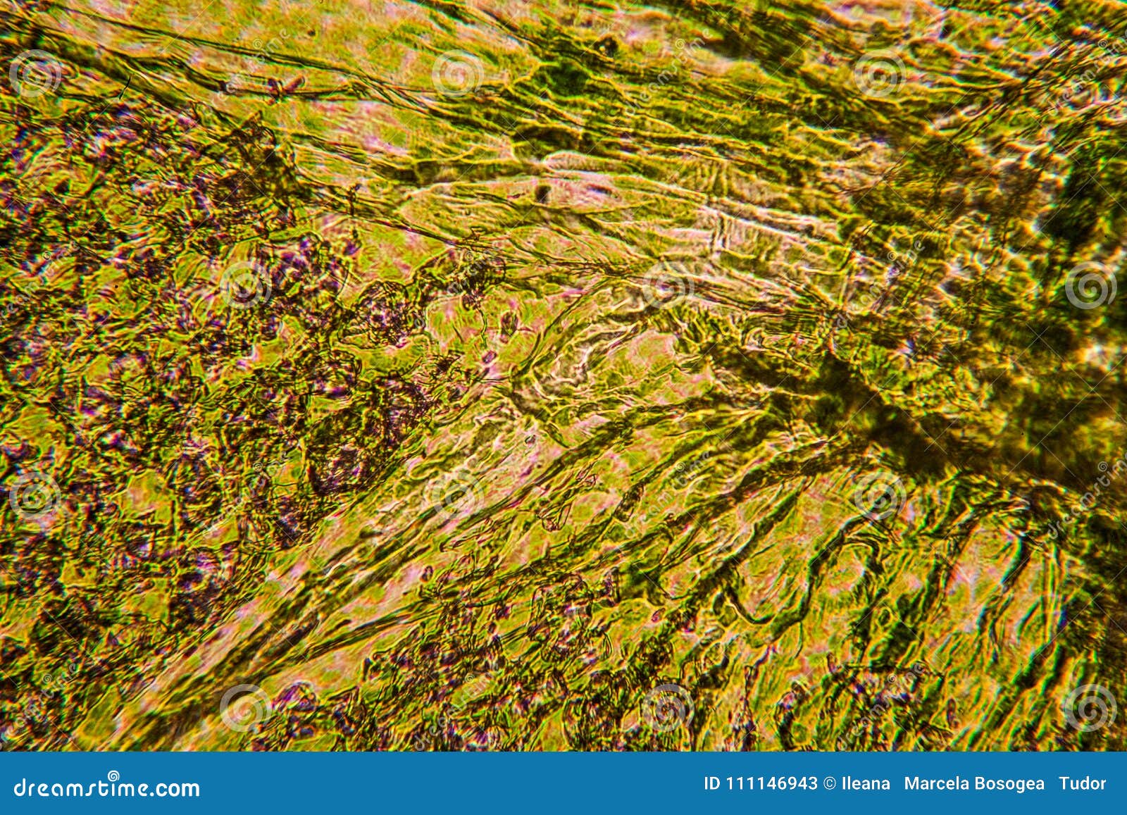 Fresh Tiny Leaf at the Microscope Stock Image - Image of cells, natural ...