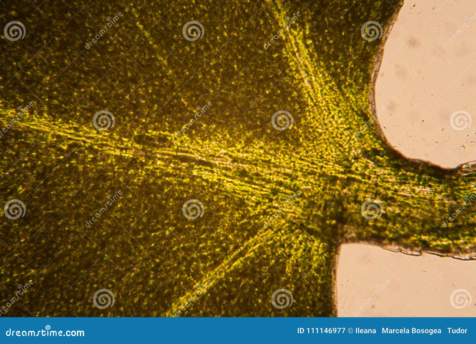 Fresh Tiny Leaf at the Microscope Stock Image - Image of macro ...