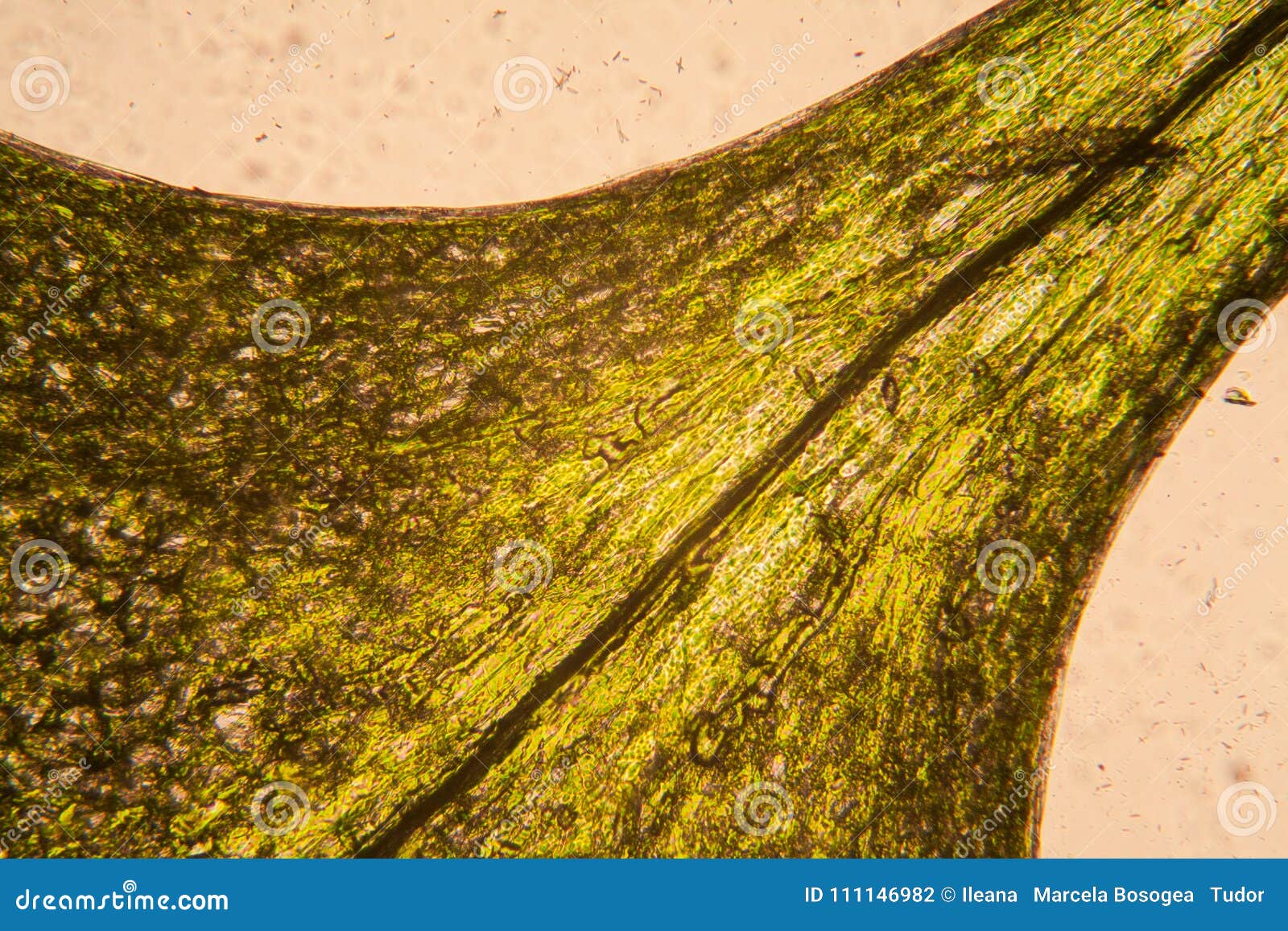 Fresh Tiny Leaf at the Microscope Stock Photo - Image of details, food ...