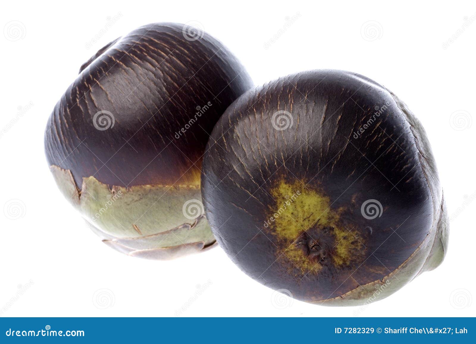 Fresh Toddy Palms Isolated stock image. Image of nature - 7282329