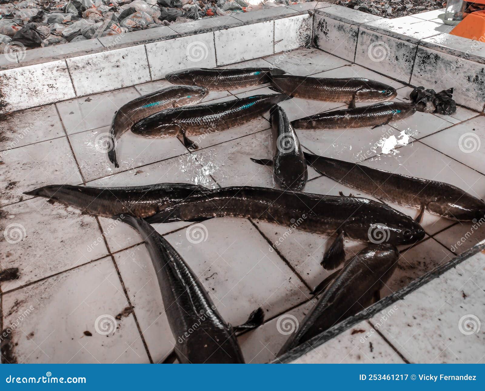 Fresh toman fish stock image. Image of fresh, food, fish - 253461217