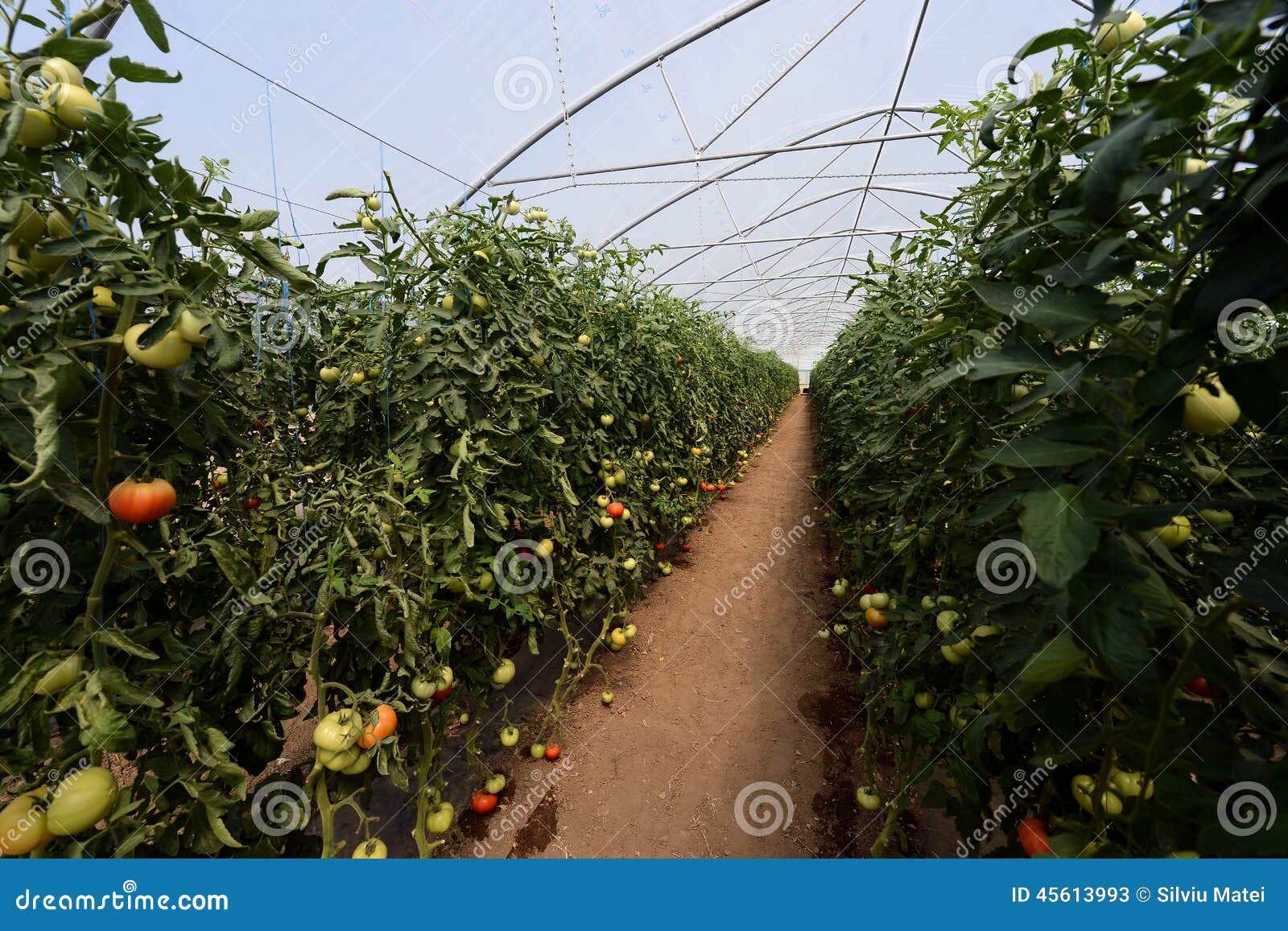 Fresh Tomato Crop in the Field Stock Image - Image of agriculture, food ...