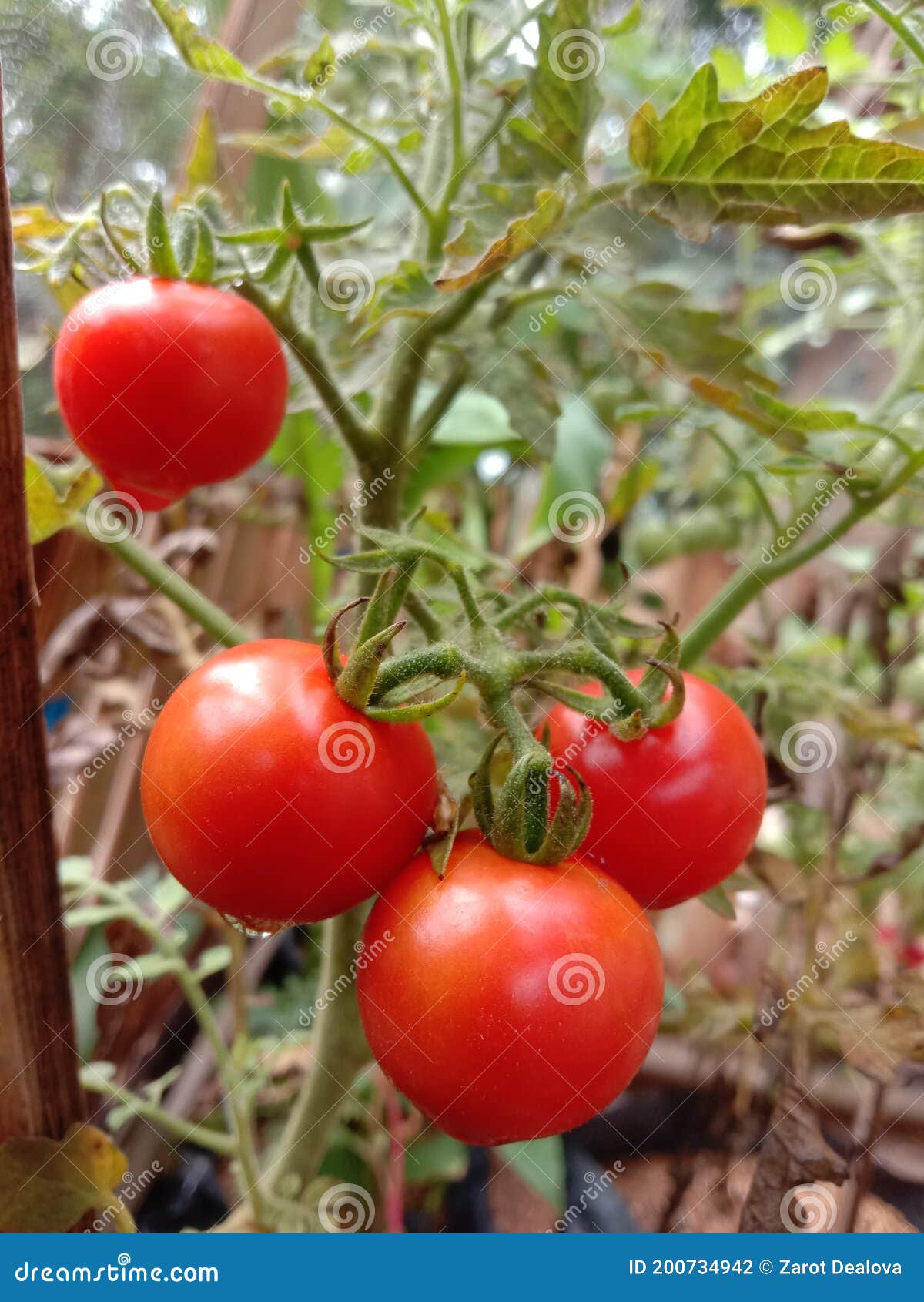 Fresh Tomato, Home Field, Tomat Stock Photo - Image of field, indonesia ...
