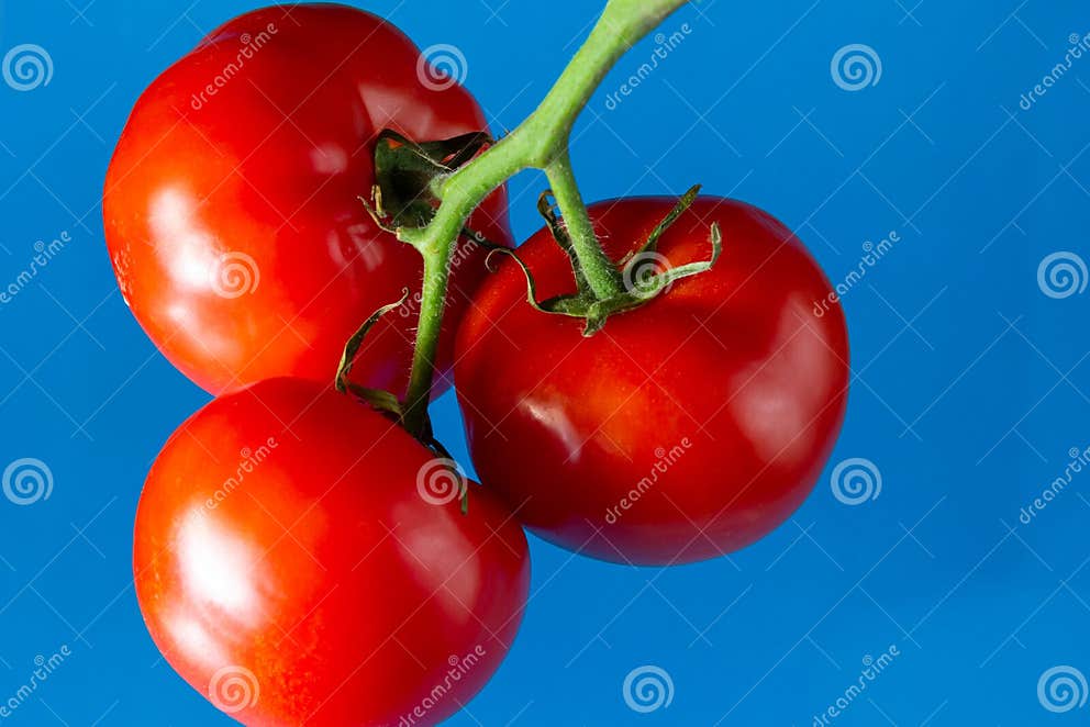 Fresh Tomato. Tomato Isolated on Blue Background Stock Image - Image of ...