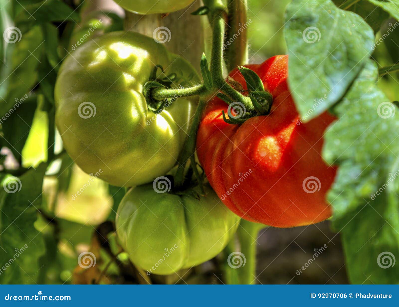 Tomato Plant Pollination By The Hand. Royalty-Free Stock Photography ...