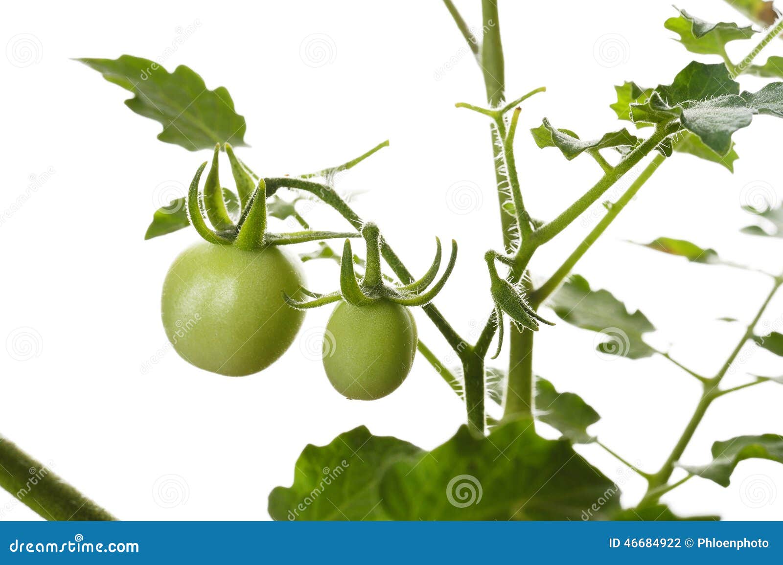 Fresh tomato tree stock photo. Image of diet, freshness - 46684922