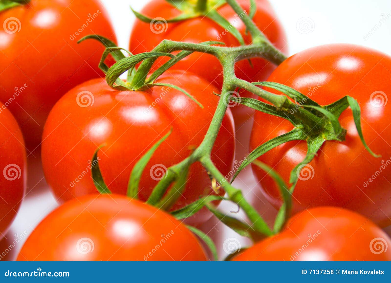 Fresh tomatoes stock photo. Image of stem, healthy, vegetarian - 7137258