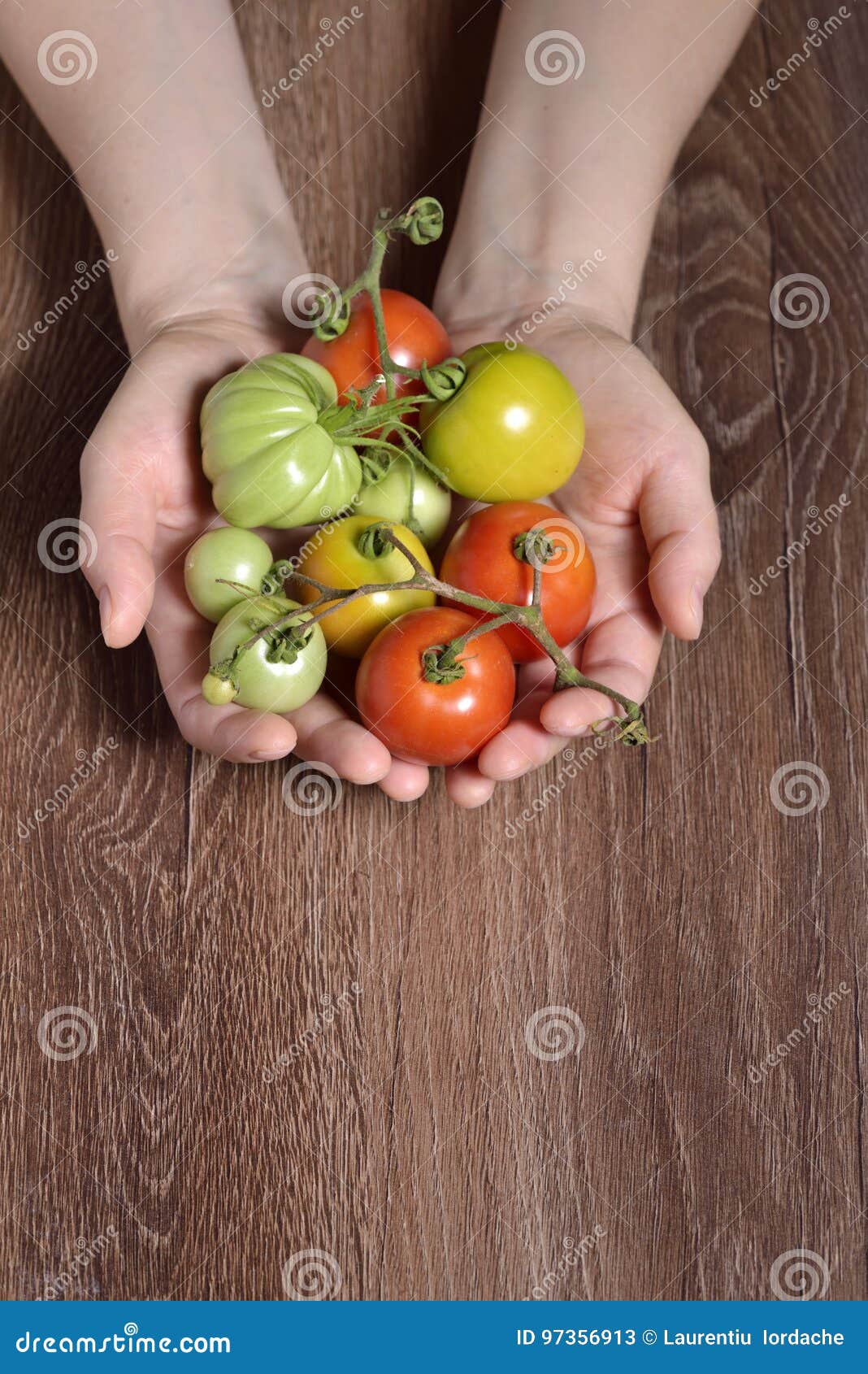 Fresh tomatoes in hands stock image. Image of produce - 97356913
