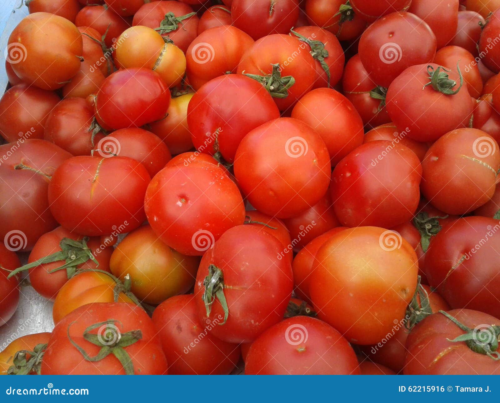 Fresh tomatoes stock photo. Image of cooking, ingredients - 62215916