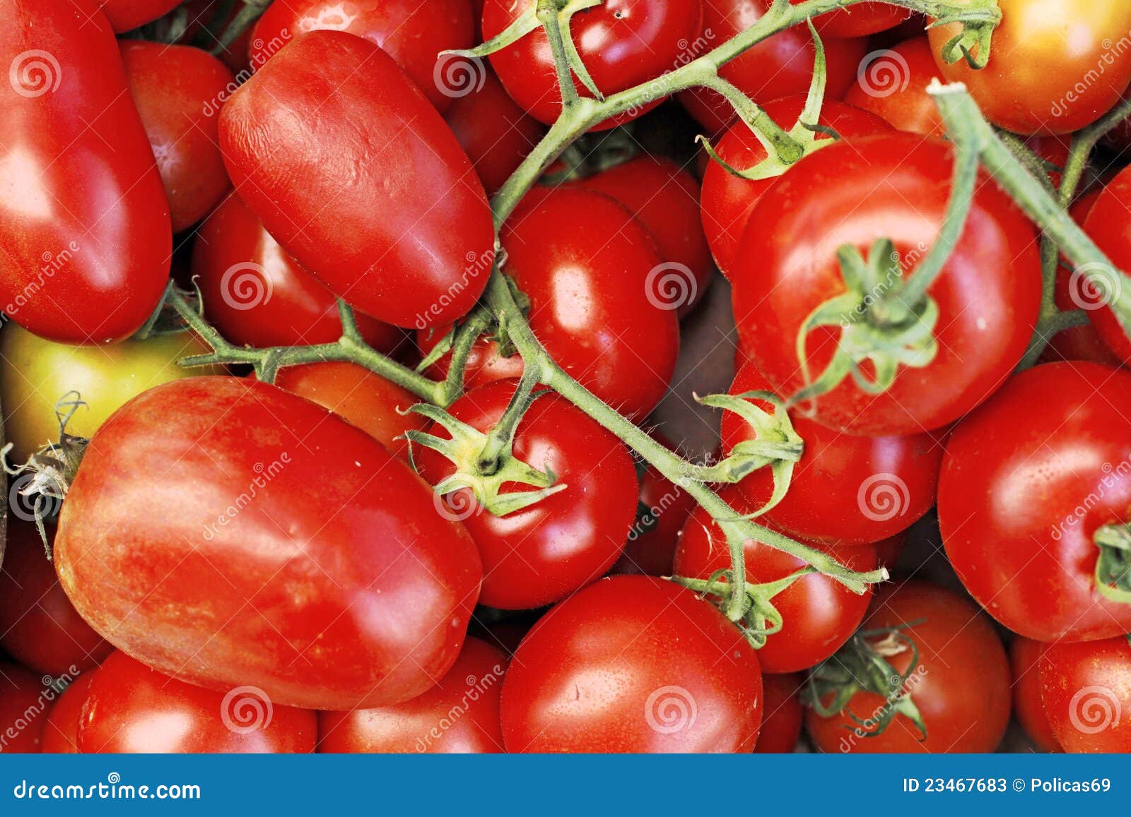 Fresh tomatoes the square stock image. Image of isolated - 23467683