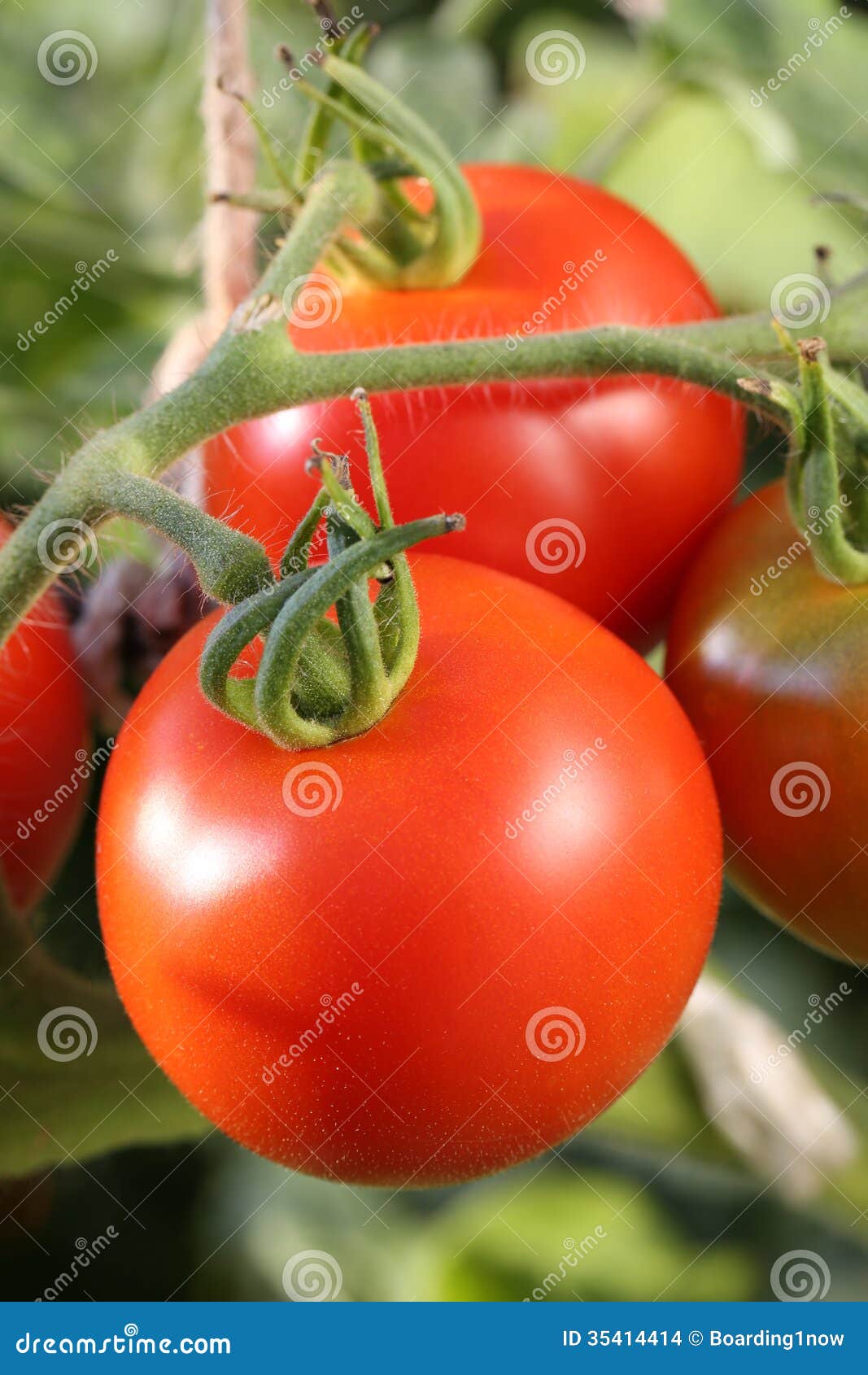 Fresh Tomatoes on Tomato Bush in a Garden Stock Photo - Image of garden ...