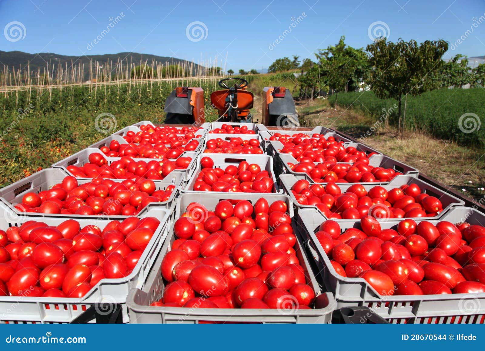 Fresh tomatoes on tractor stock photo. Image of basket - 20670544