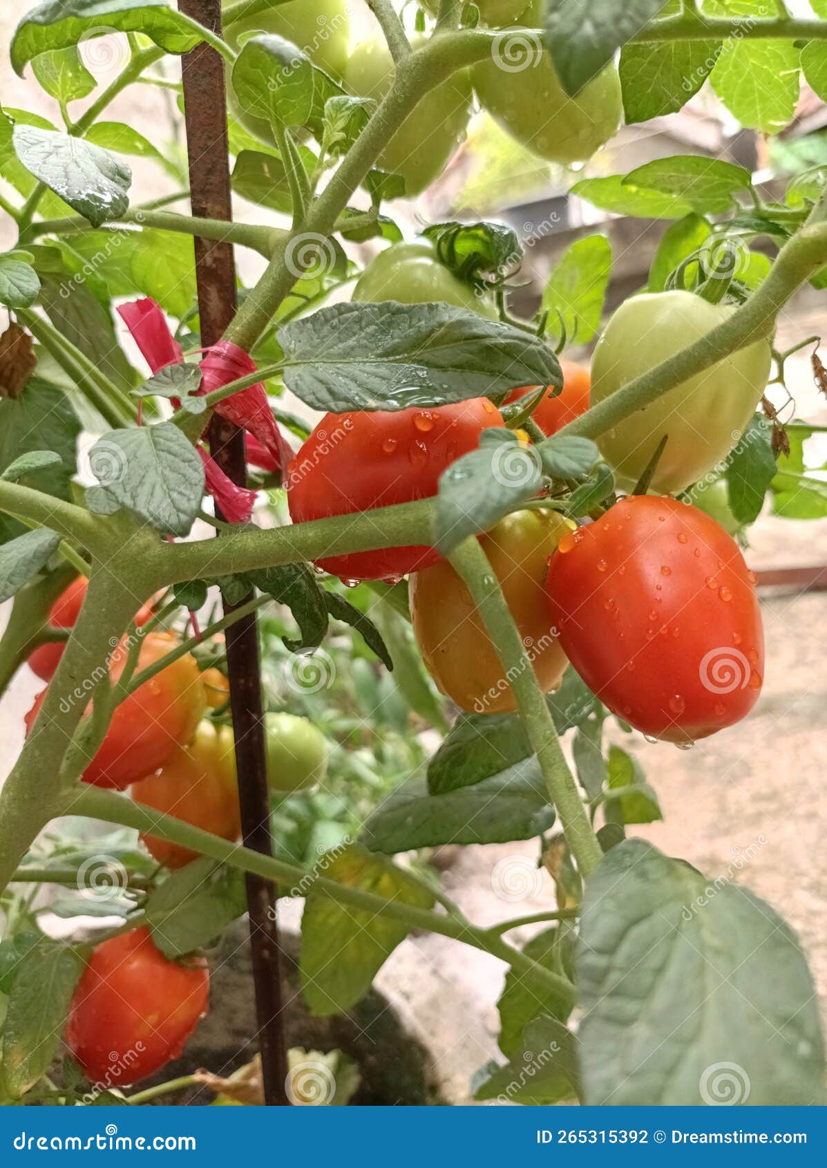 Fresh tomatoes on the tree stock photo. Image of dish - 265315392