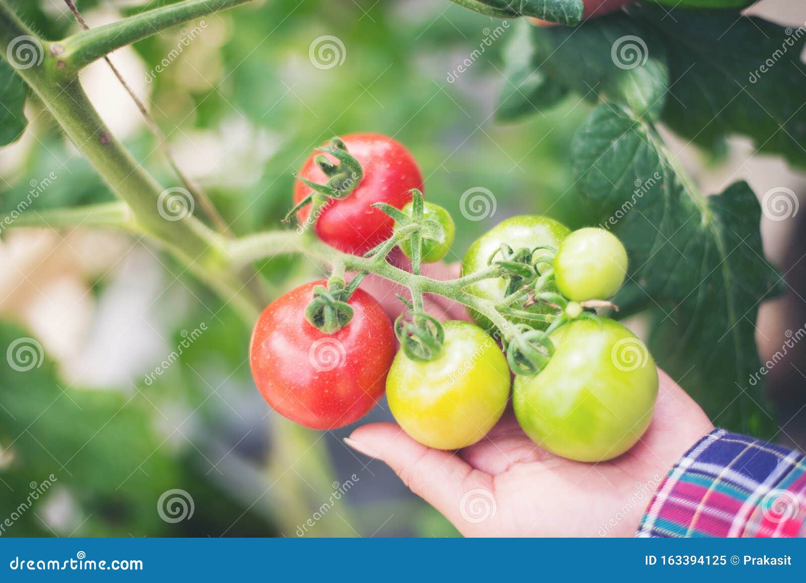 Fresh tomatoes on the tree stock image. Image of fruit - 163394125