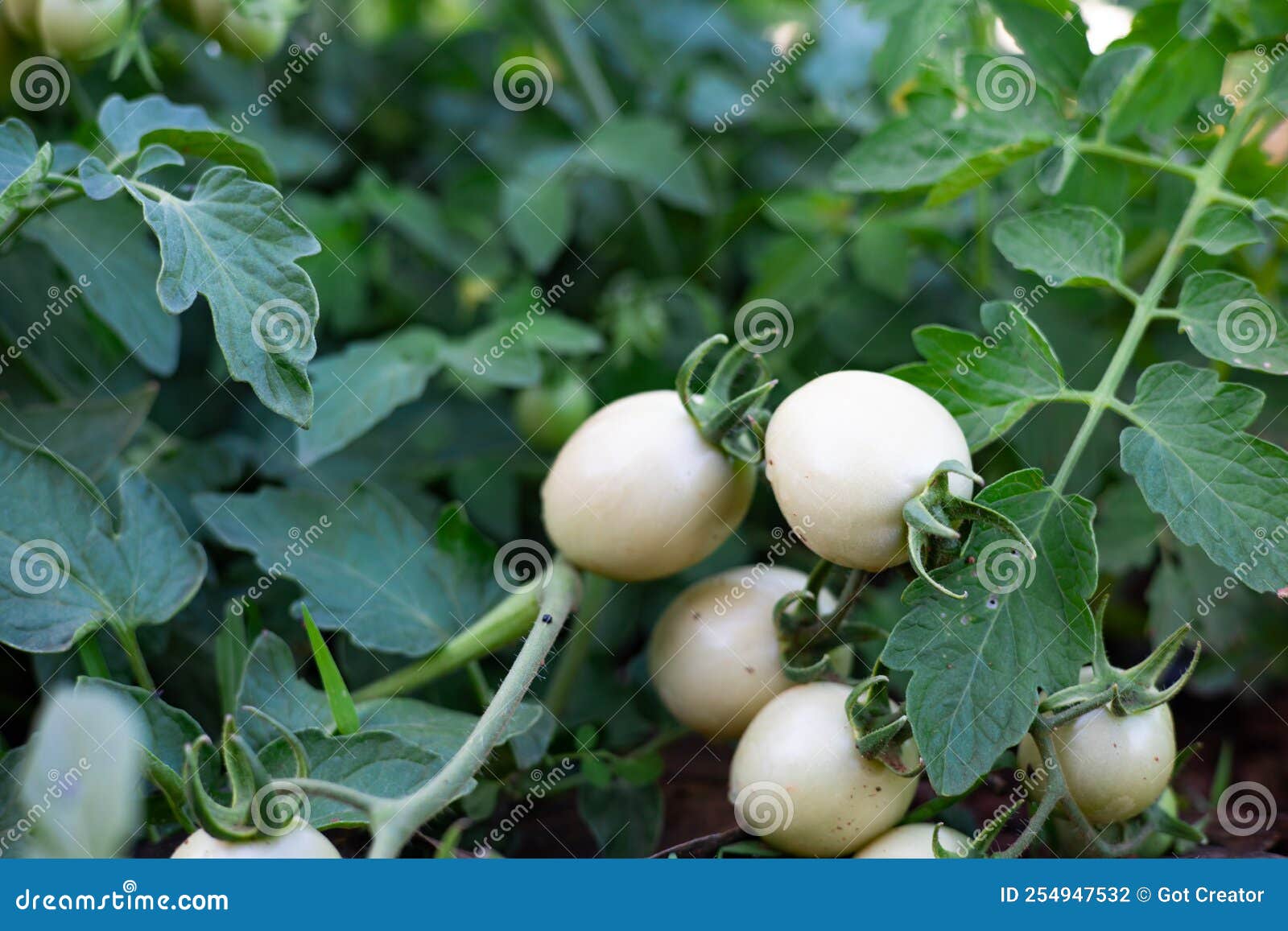 Fresh Tomatoes from the Tree Vegetable Garden Stock Photo - Image of ...