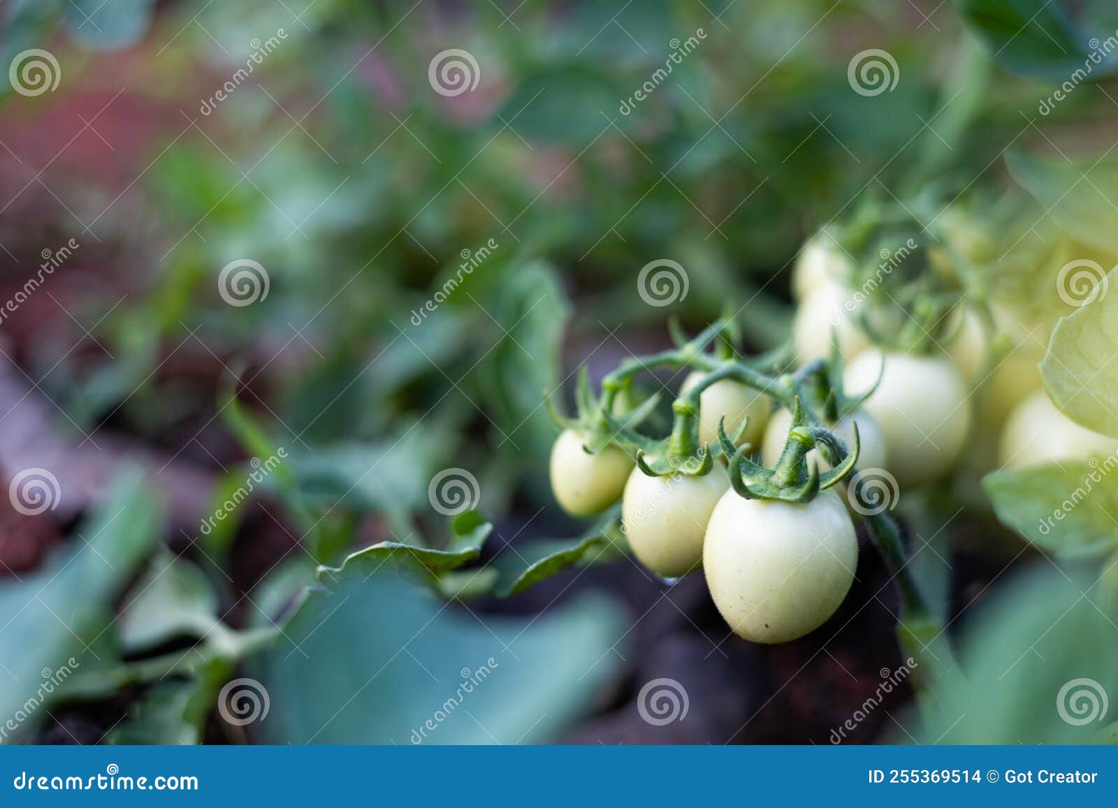 Fresh Tomatoes from the Tree Vegetable Garden Stock Photo - Image of ...