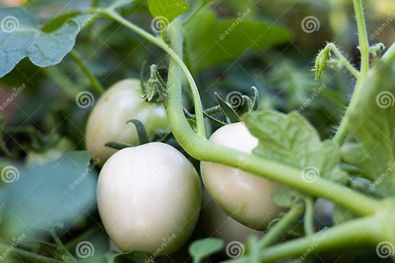 Fresh Tomatoes from the Tree Vegetable Garden Stock Image - Image of ...