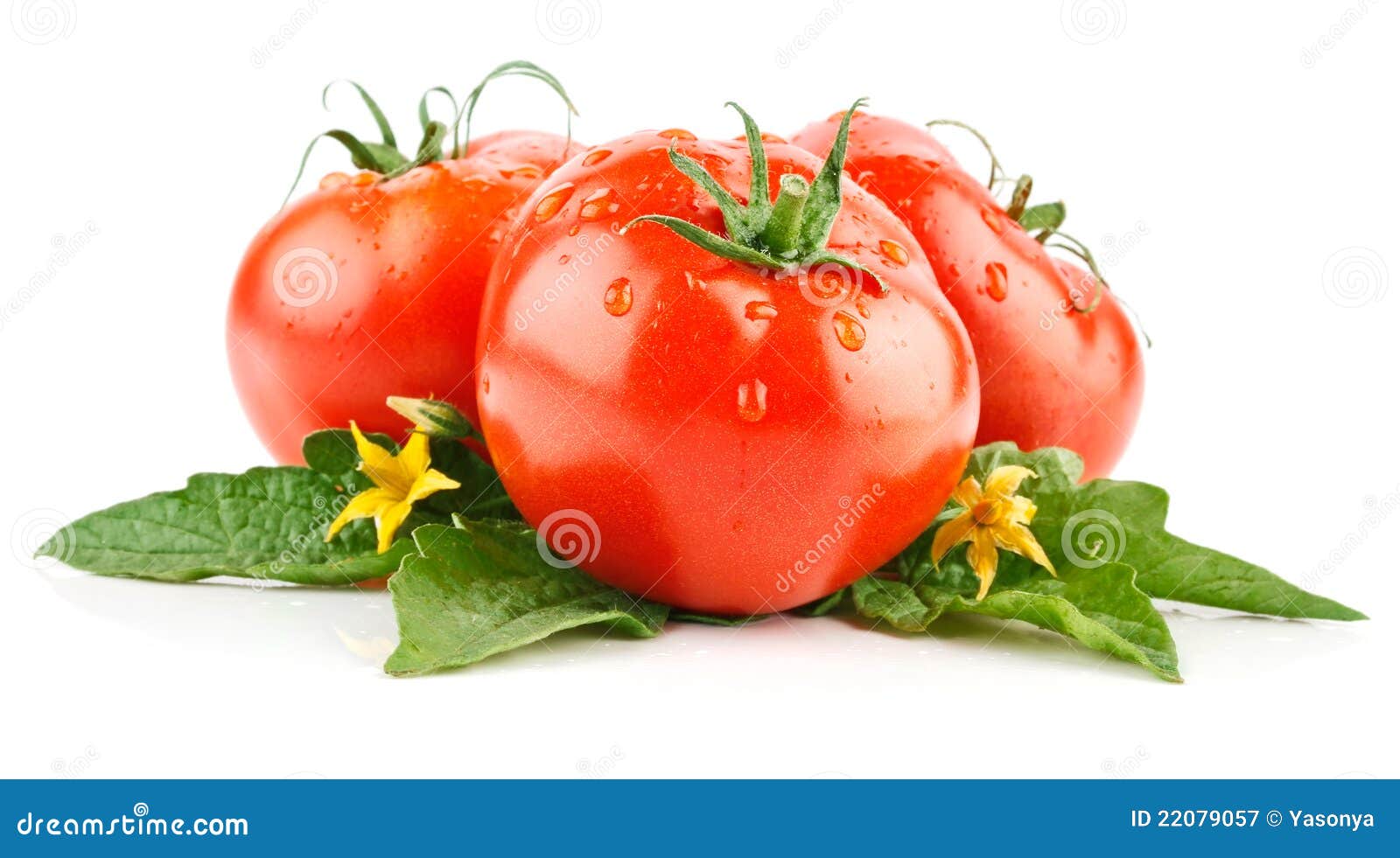 Fresh tomatoes vegetables stock image. Image of horizontal - 22079057