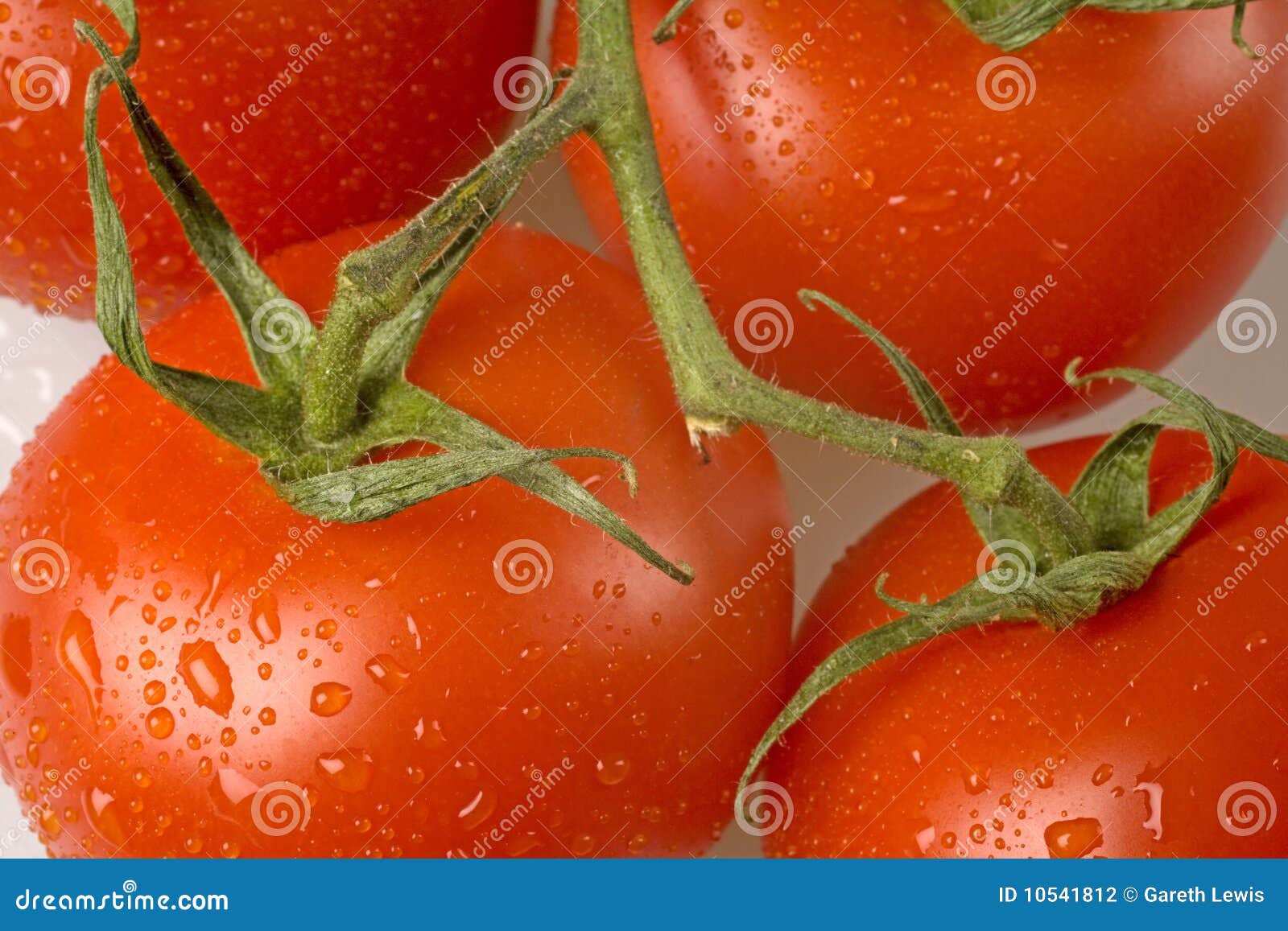 Fresh tomatoes on the vine stock photo. Image of fresh - 10541812