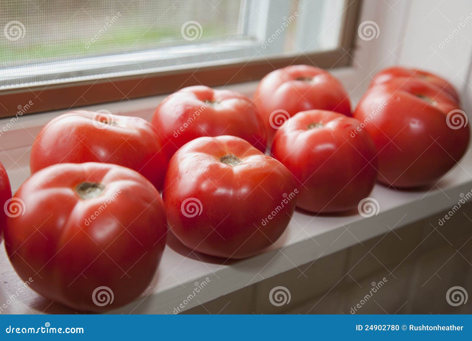 Fresh Tomatoes on Windowsill Stock Photo - Image of harvested, tomatoes ...
