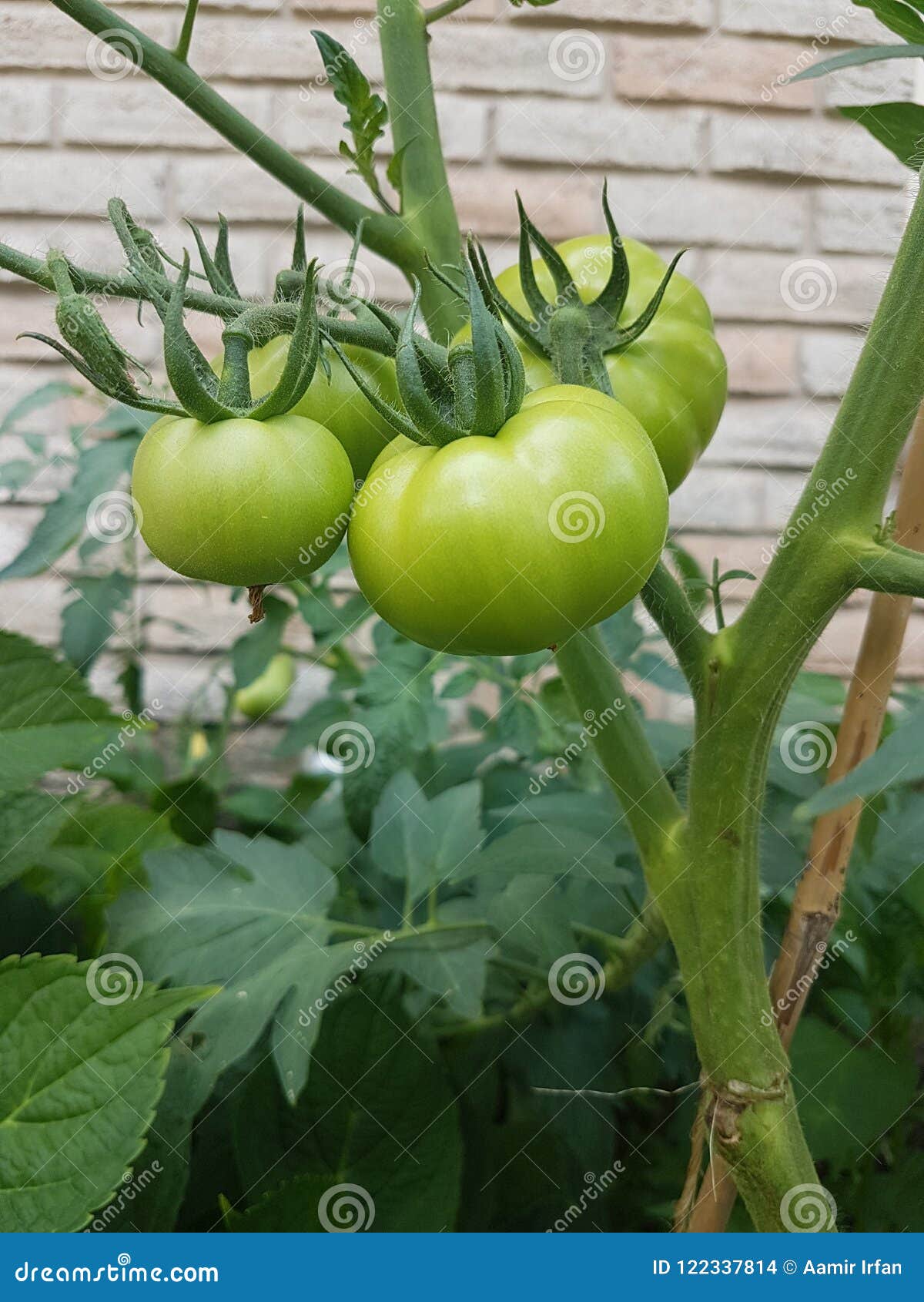 Fresh Tomoto in the Home Backyard Stock Photo - Image of flowers, bloom ...