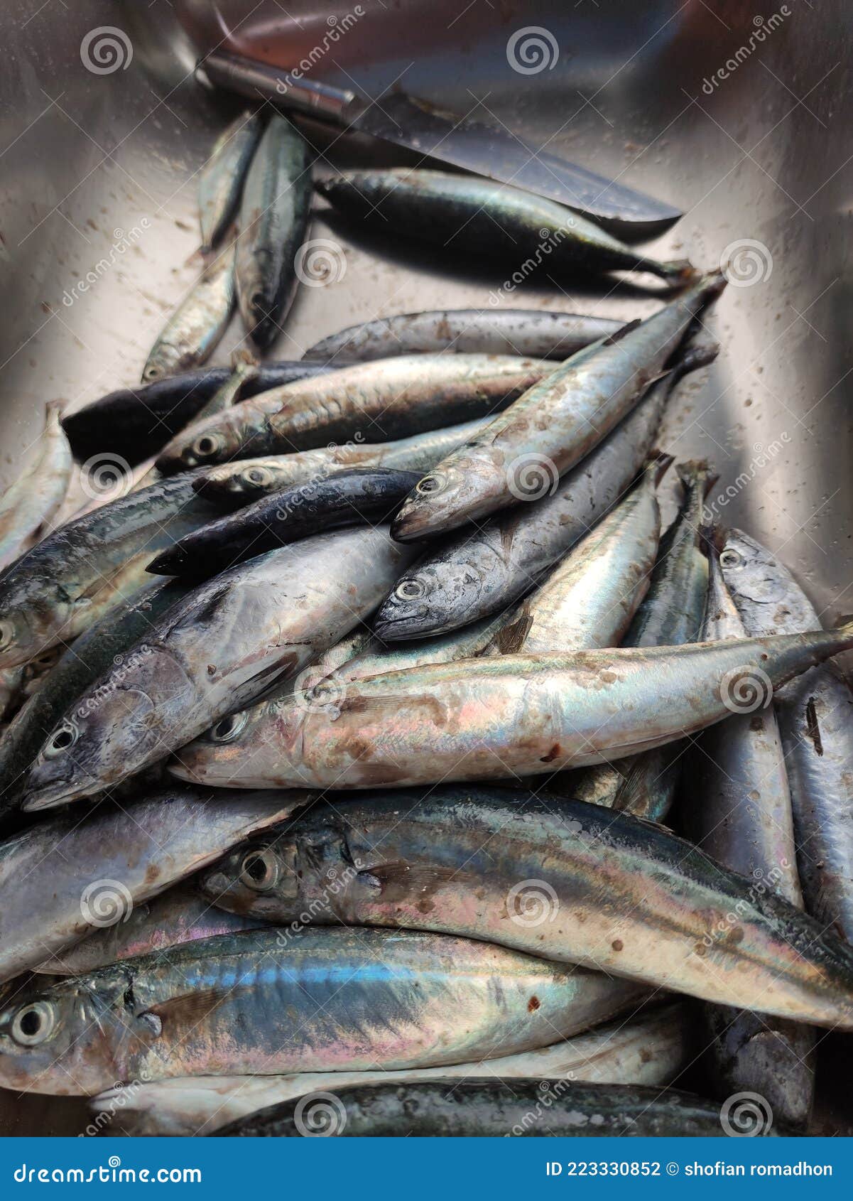 Fresh Tongkol Fish and Knife Indonesia Stock Photo - Image of indonesia ...