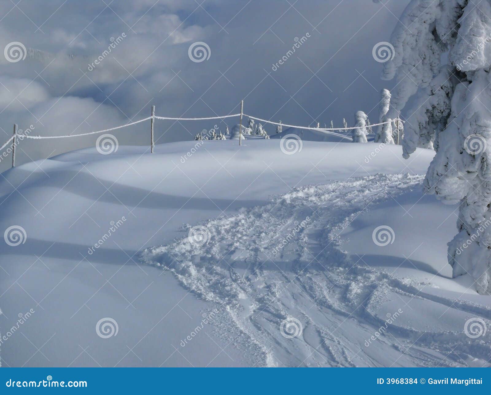 Fresh tracks in the snow stock photo. Image of outdoors - 3968384