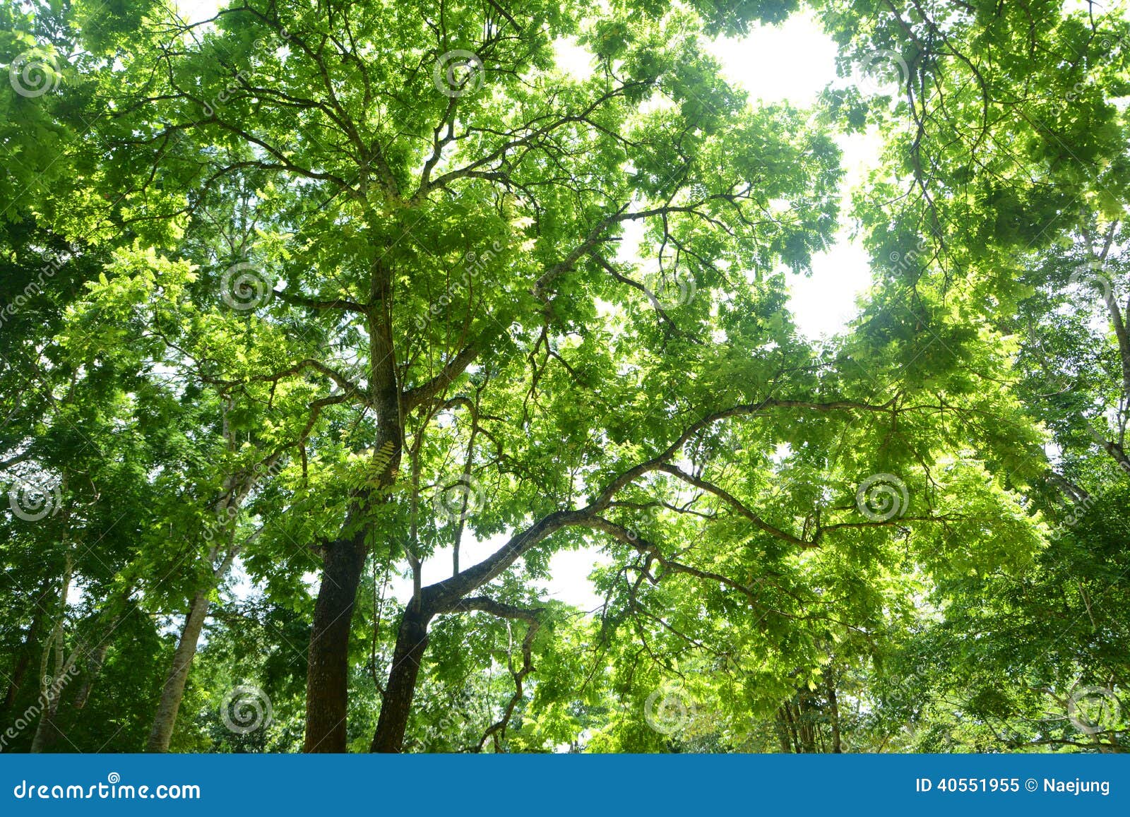 Fresh tree background stock image. Image of green, perspective - 40551955