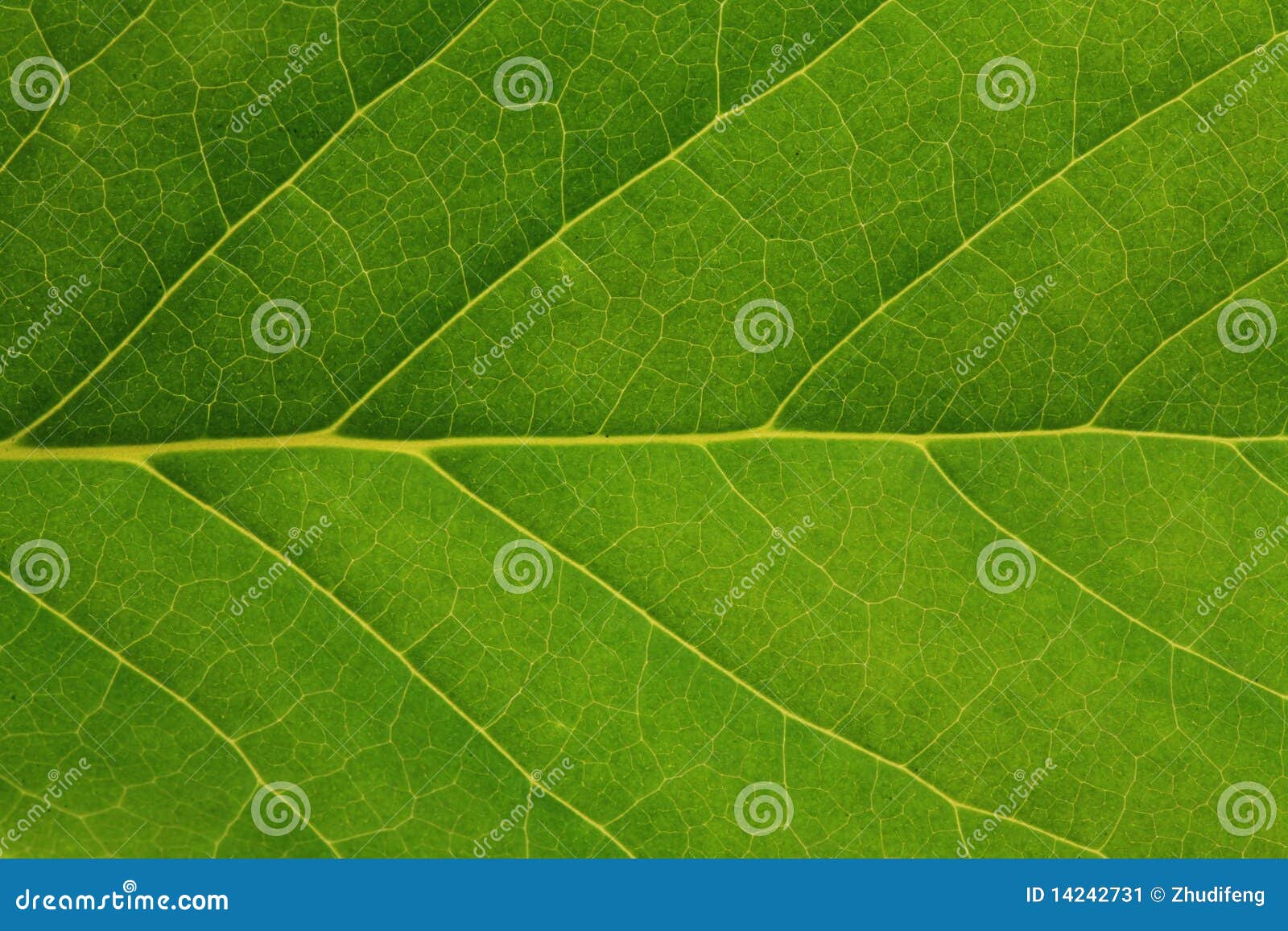 Fresh tree leaf texture stock image. Image of flora, closeup - 14242731