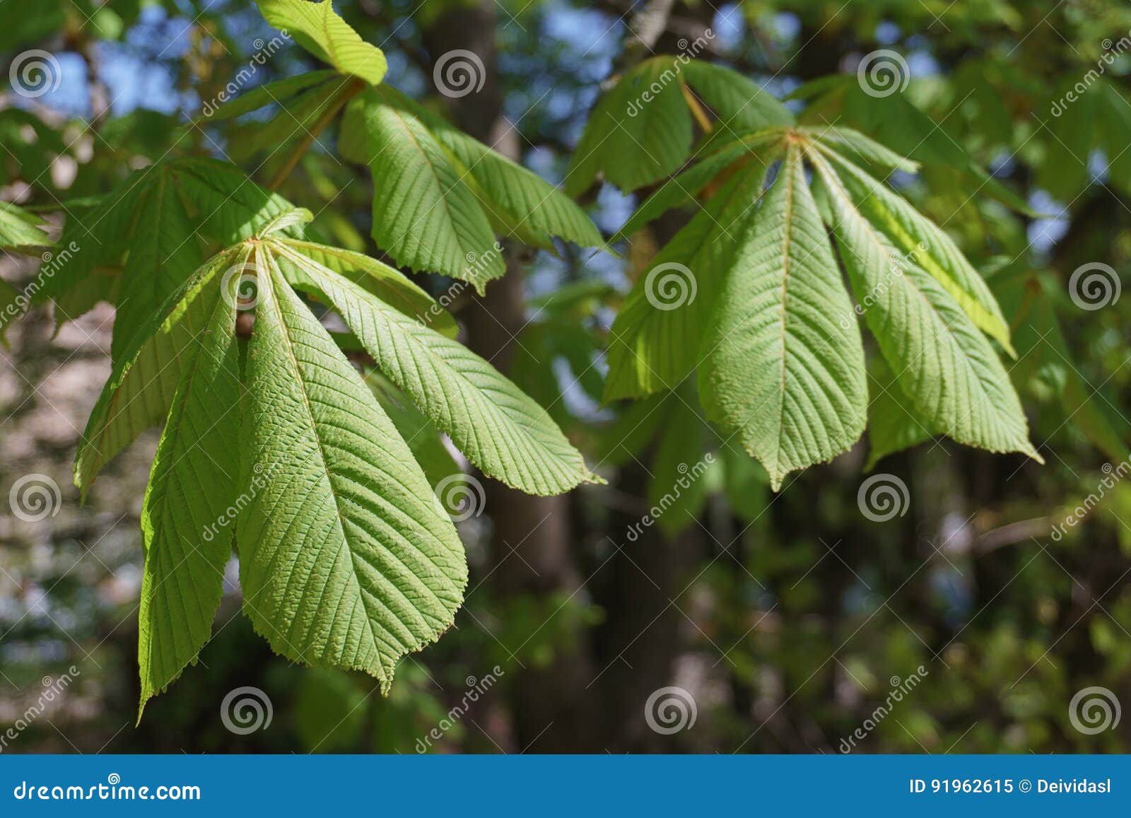 Fresh Tree Leaves in Spring Stock Image - Image of trees, plant: 91962615