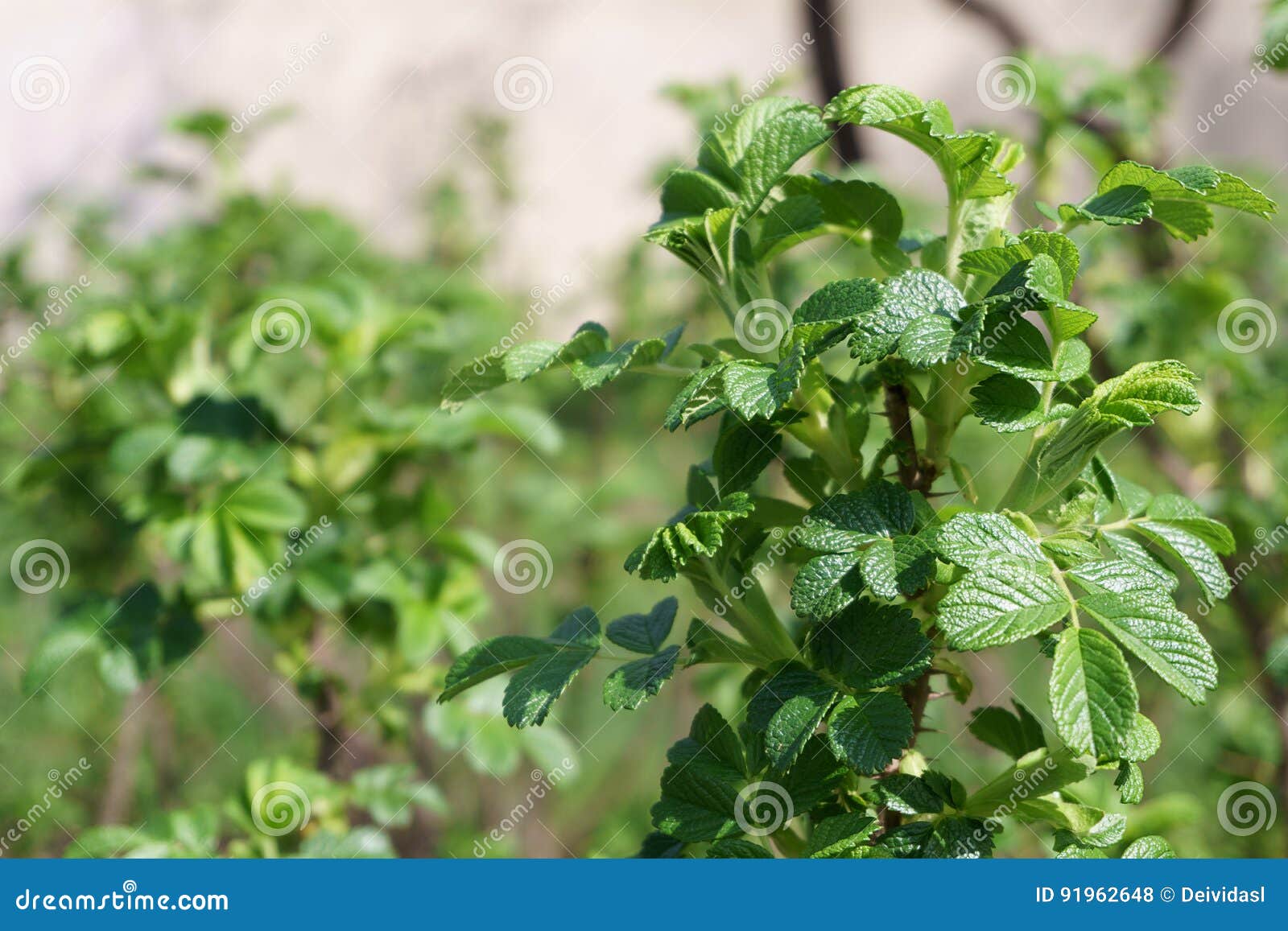 Fresh Tree Leaves in Spring Stock Photo - Image of alive, limb: 91962648