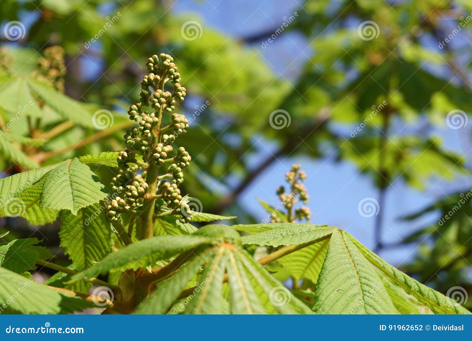 Fresh Tree Leaves in Spring Stock Photo - Image of leaves, nurture ...