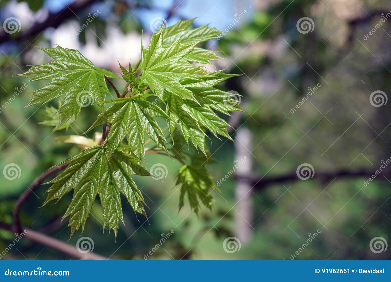 Fresh Tree Leaves in Spring Stock Image - Image of budding, foliage ...
