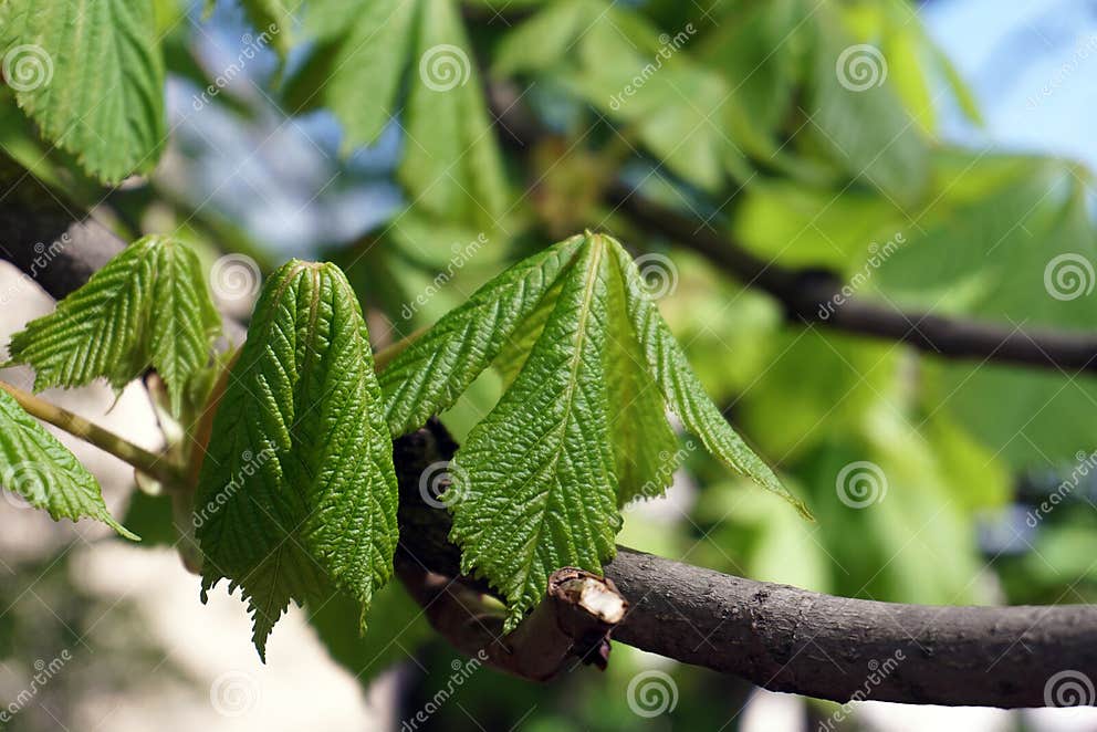 Fresh Tree Leaves in Spring Stock Photo - Image of foliage, limb: 91962714