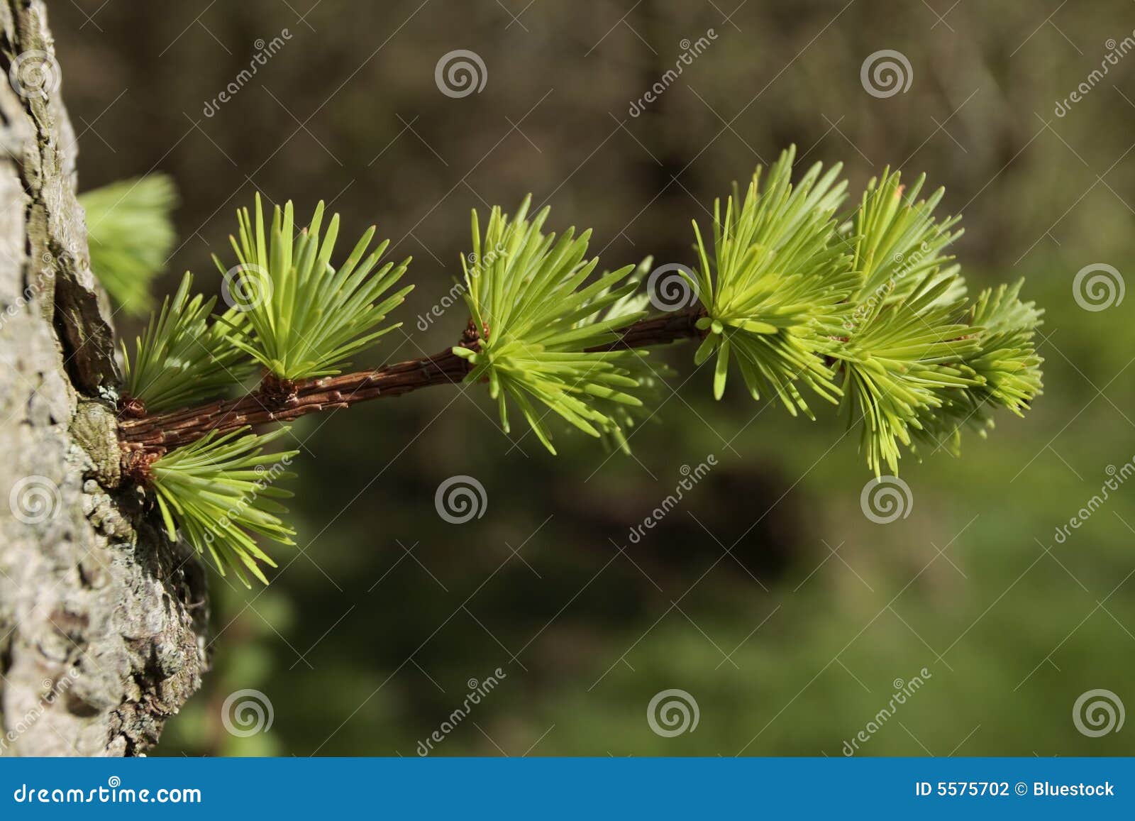Fresh tree shoots stock photo. Image of tree, nature, spring - 5575702