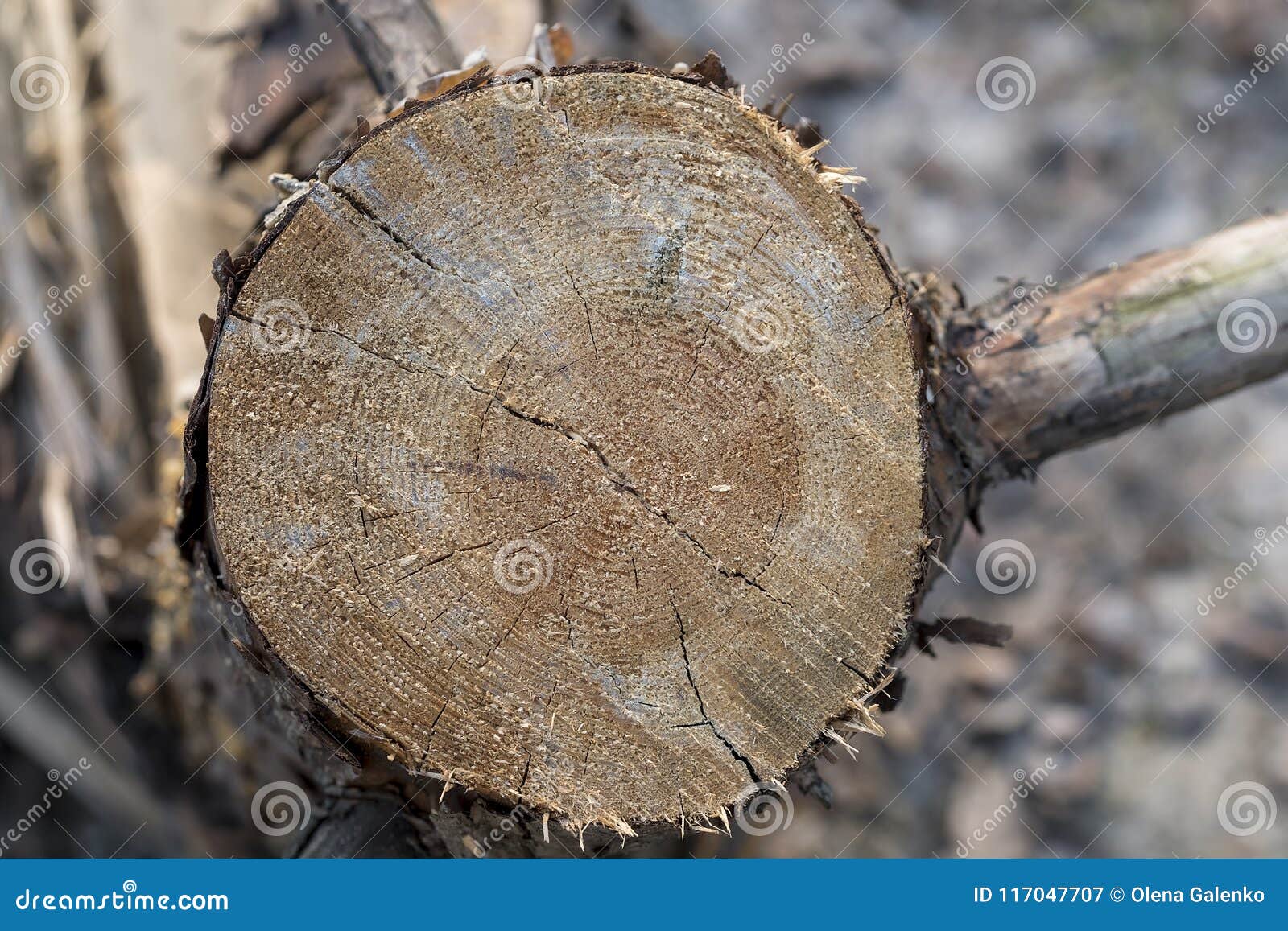 Fresh Tree Stump Cut Background or Texture. Stock Image - Image of ...