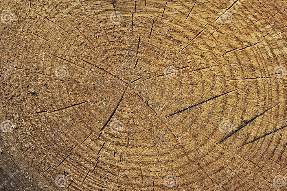 Fresh Tree Stump Cut Background or Texture. Stock Image - Image of ...