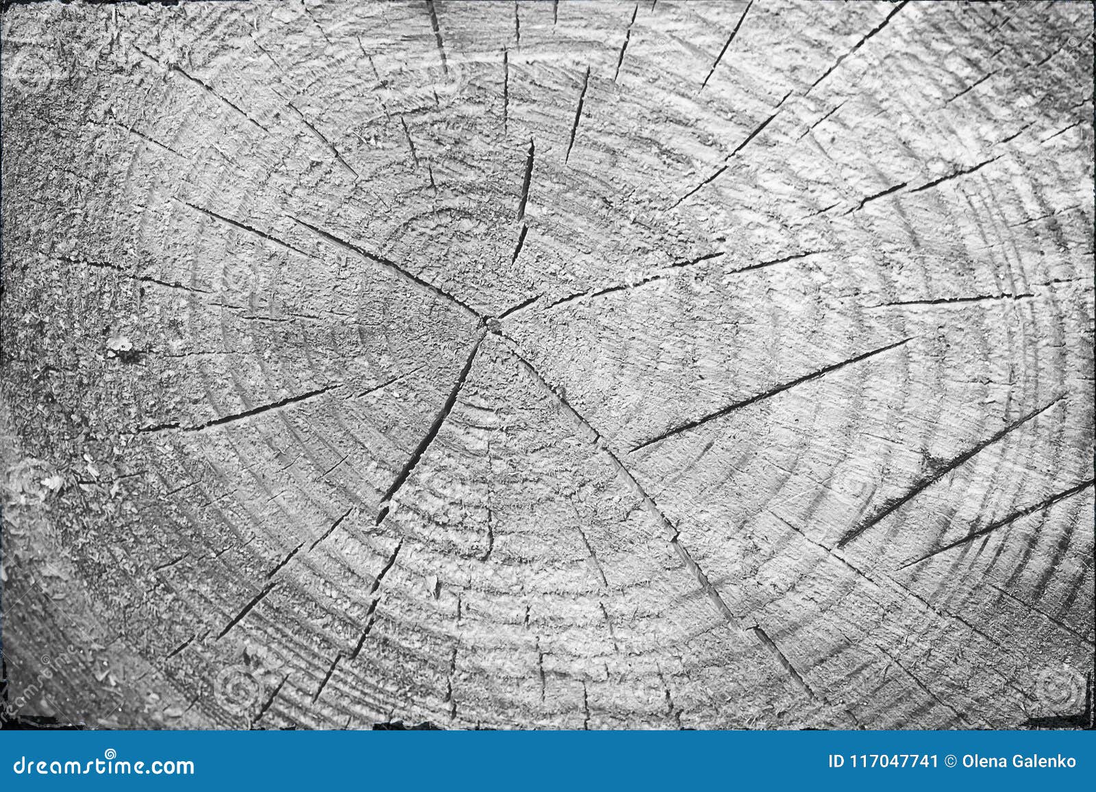 Fresh Tree Stump Cut Background or Texture. Black and White. Stock ...