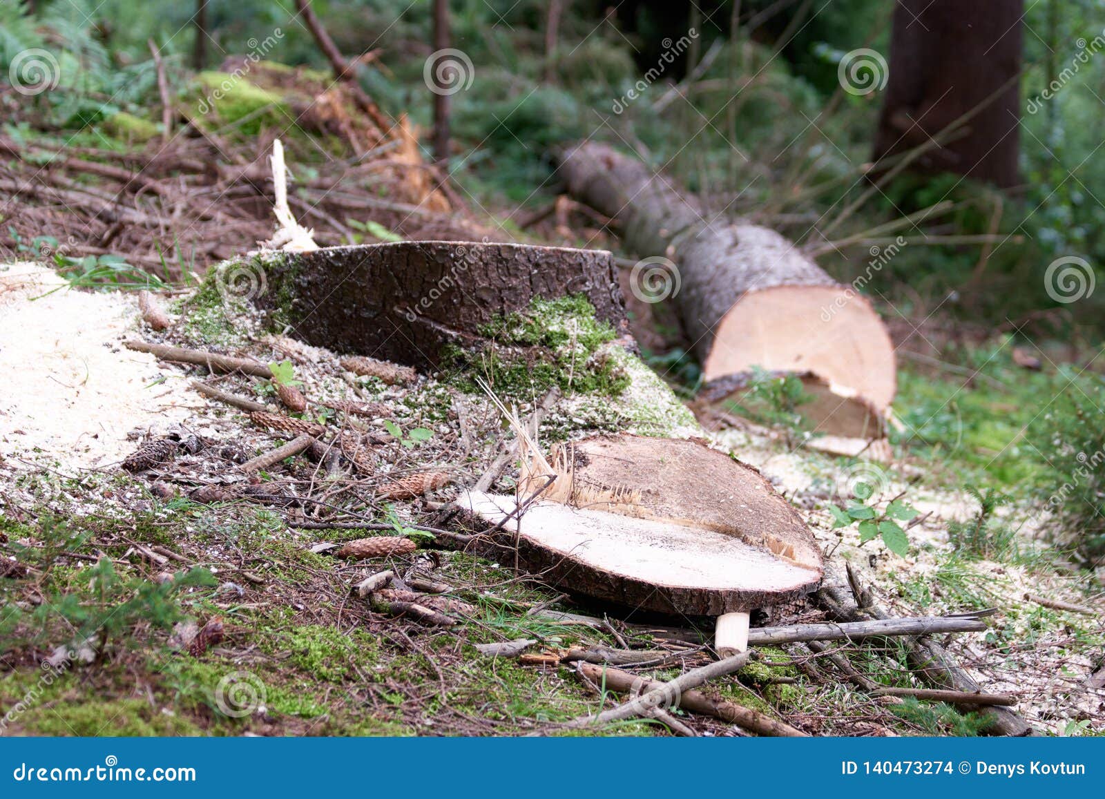 Fresh Tree Stump in Forest. Stock Photo - Image of firewood, cutting ...